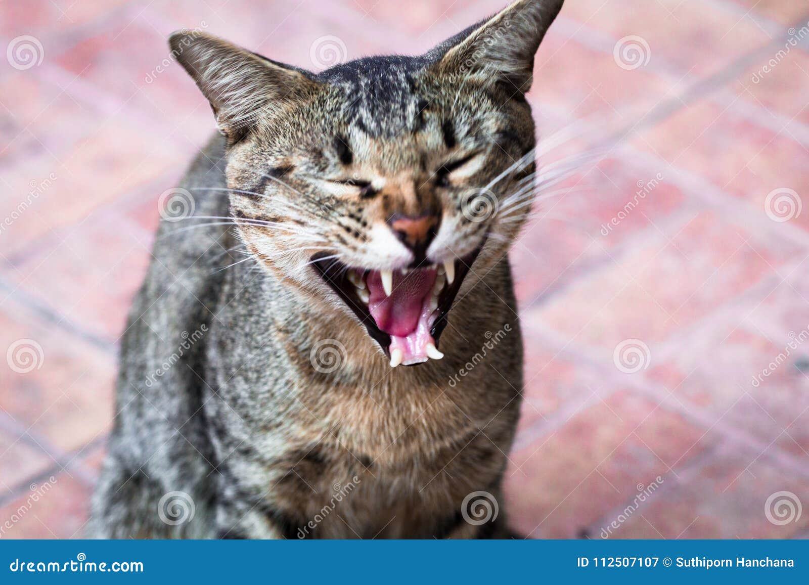 Street Cat Isolate on Blackground,front View from the Top Stock Image ...
