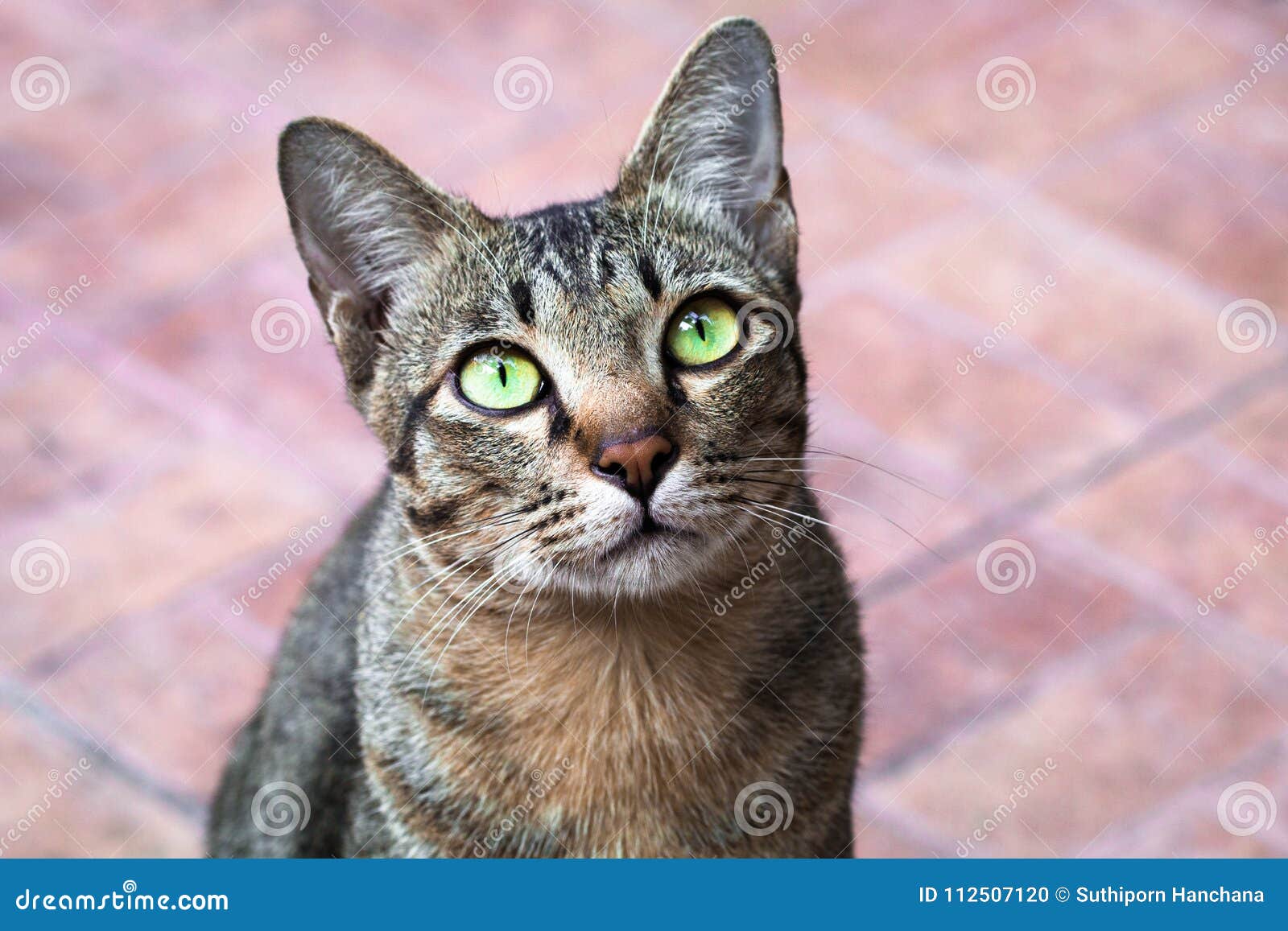 Street Cat Isolate on Blackground,front View from the Top Stock Photo ...