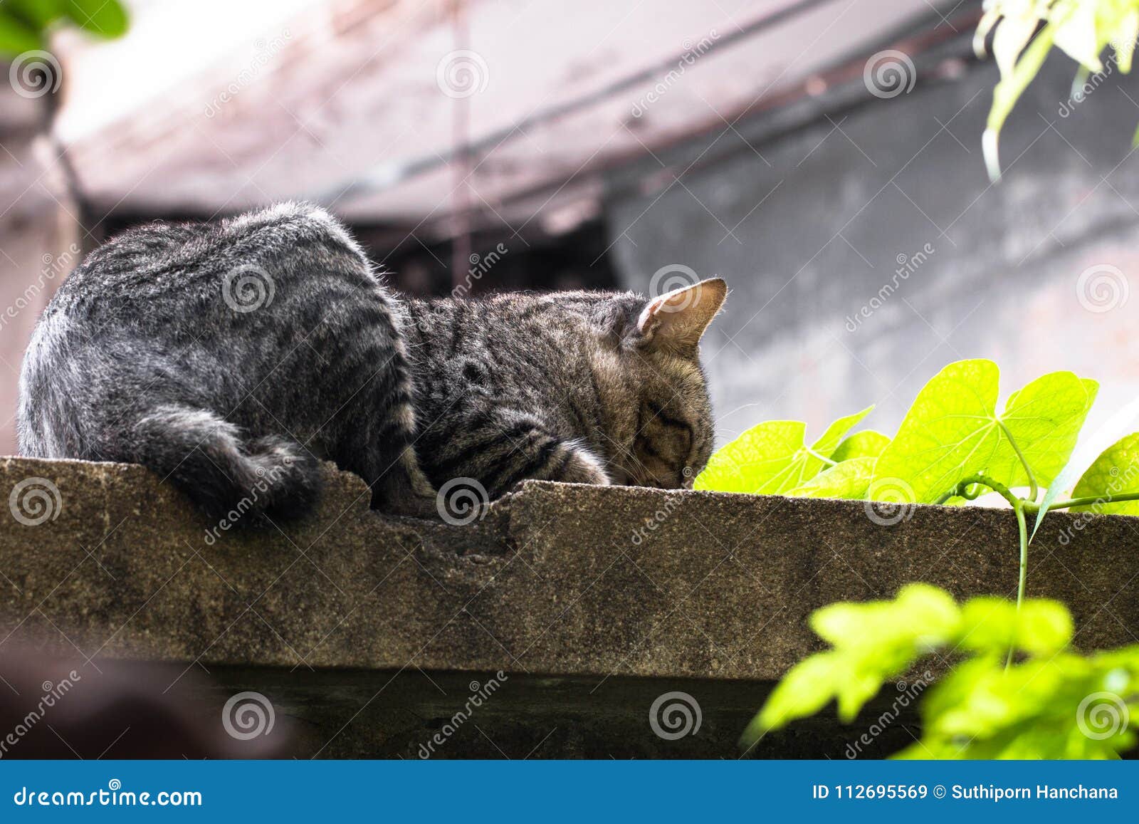 Street Cat Isolate on Blackground,front View Stock Image - Image of ...