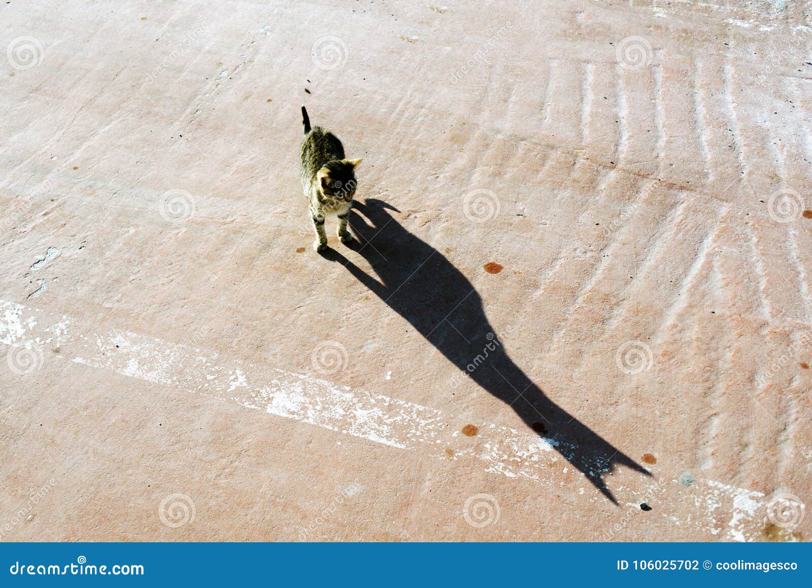A Street Cat and Its Long Shadow in the Street Stock Photo - Image of ...
