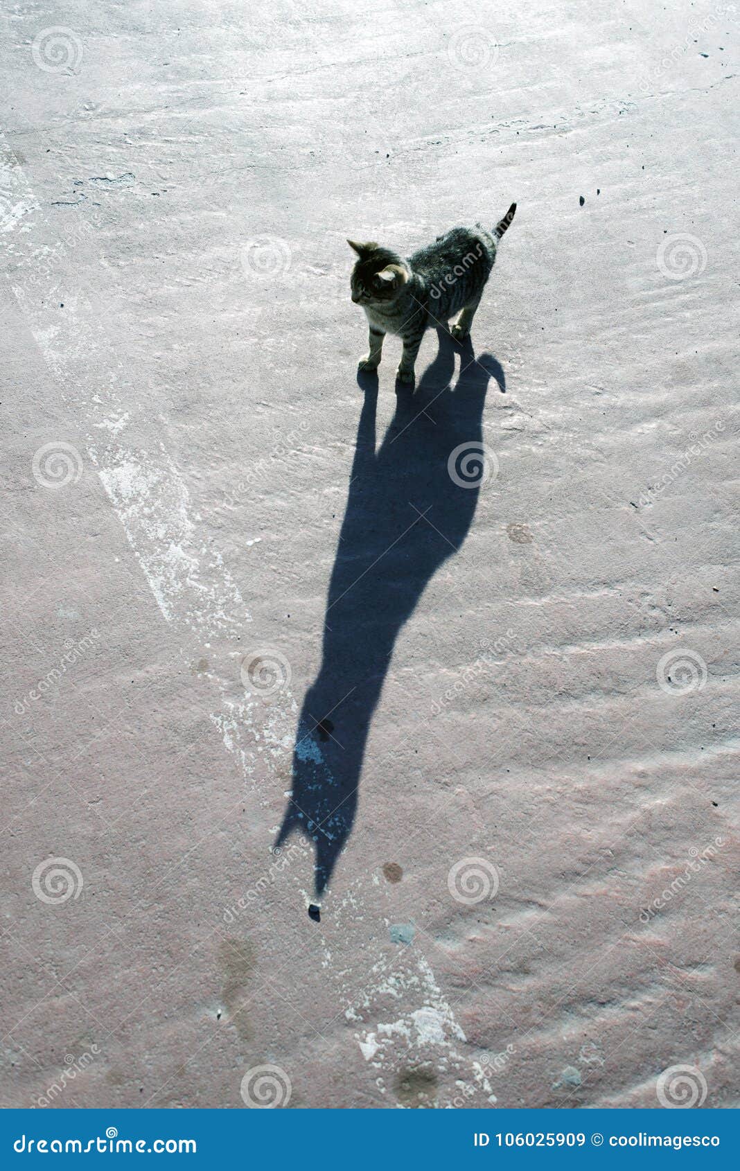 A Street Cat and Its Long Shadow in the Street Stock Image - Image of ...