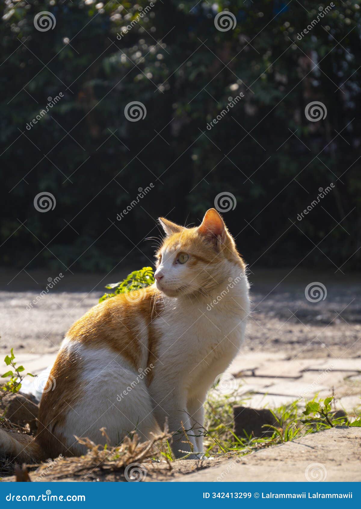 Street Cat Looking Back and Staying Alert Stock Image - Image of amaze ...
