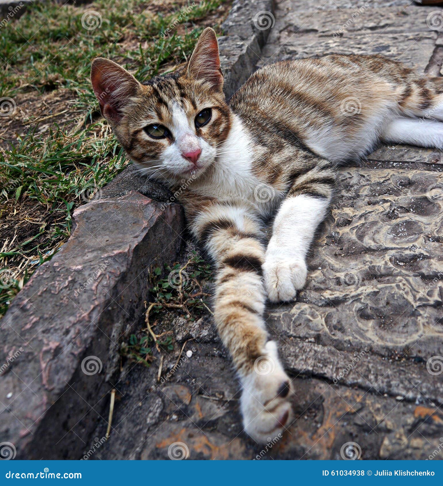 Street cat stock photo. Image of expression, animal, cute - 61034938