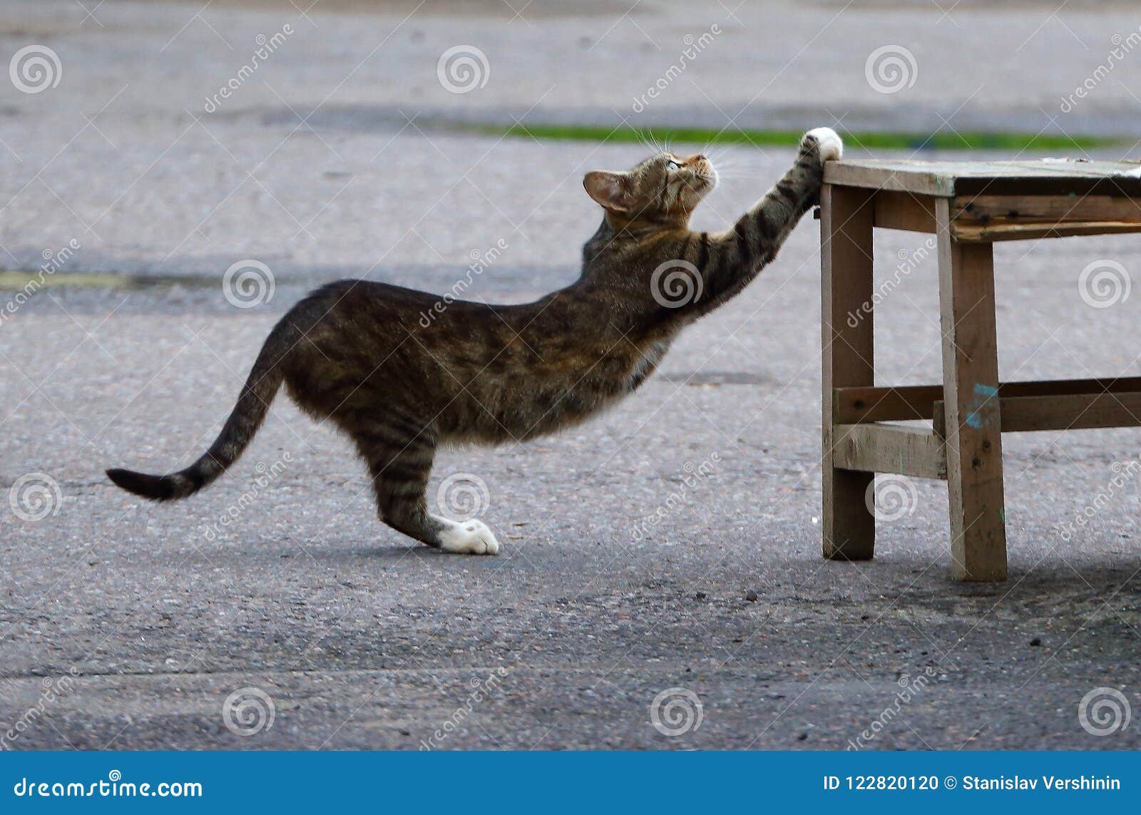 Street cat sharpens claws stock photo. Image of stool - 122820120