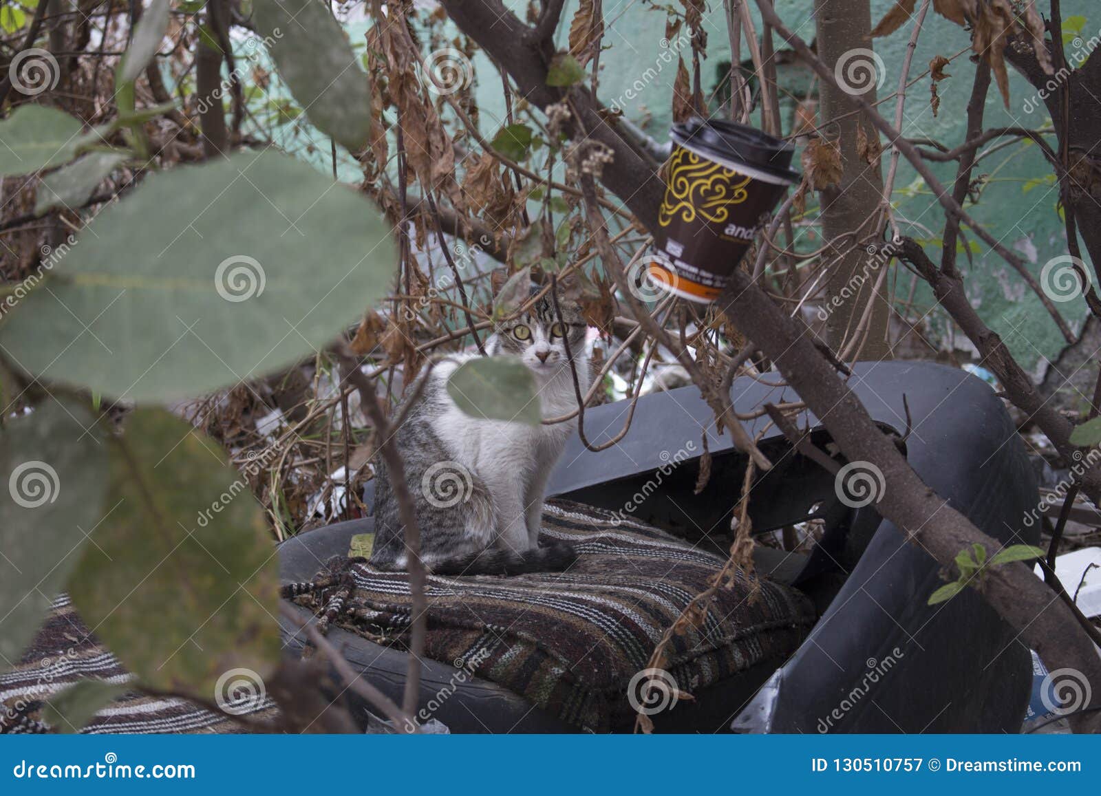 Cat in a dump 2 editorial photography. Image of abandoned - 130510757