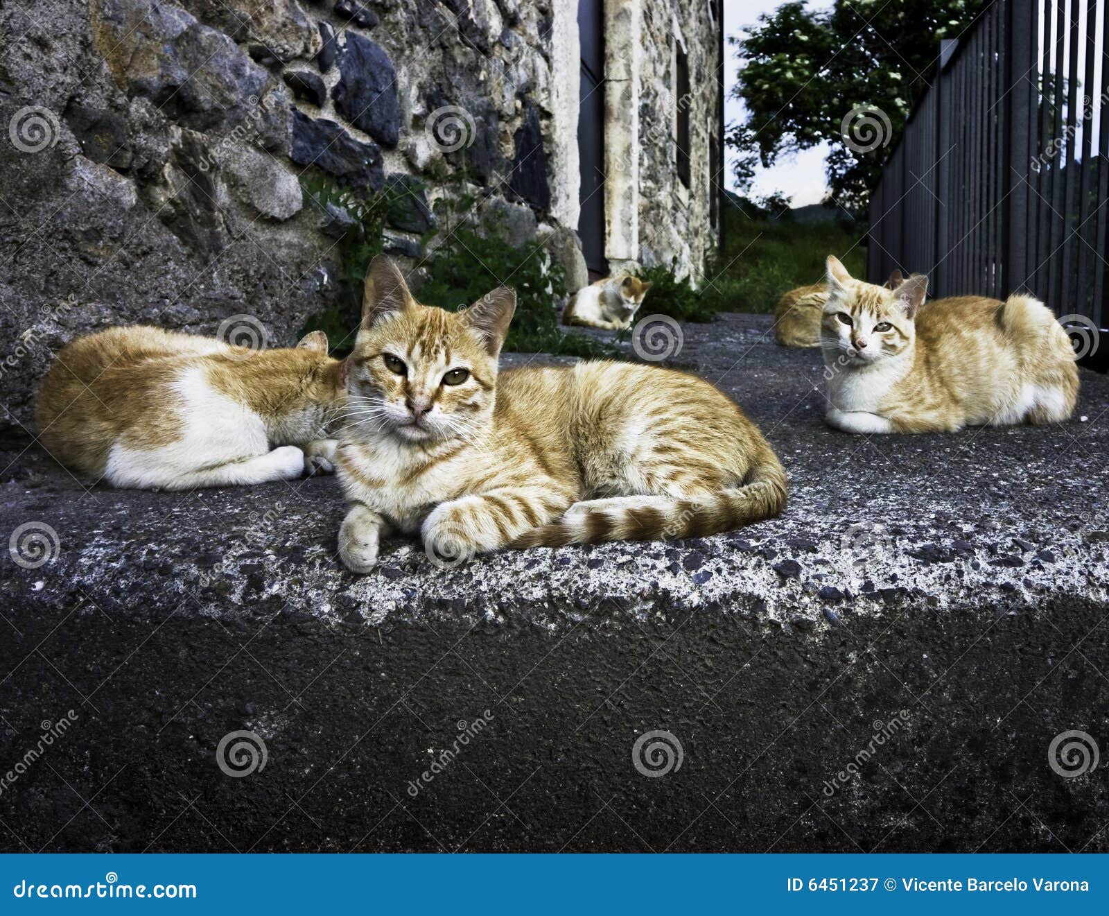 Street cats stock image. Image of life, brown, feline - 6451237
