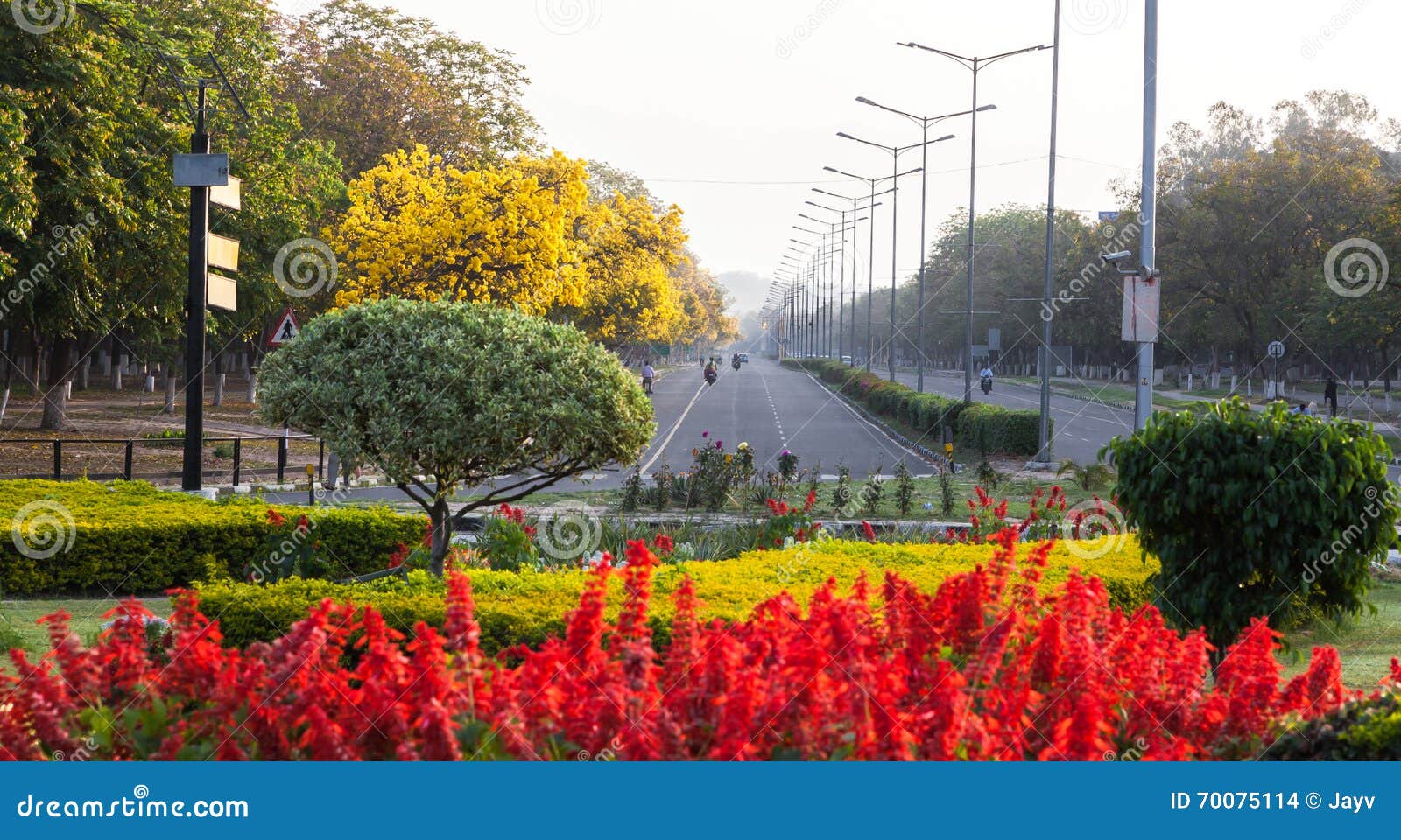 Street Covered with Flowering Trees Stock Photo - Image of blossom ...