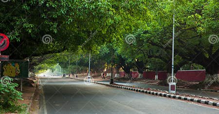 Street covered with trees. stock image. Image of street - 71138409