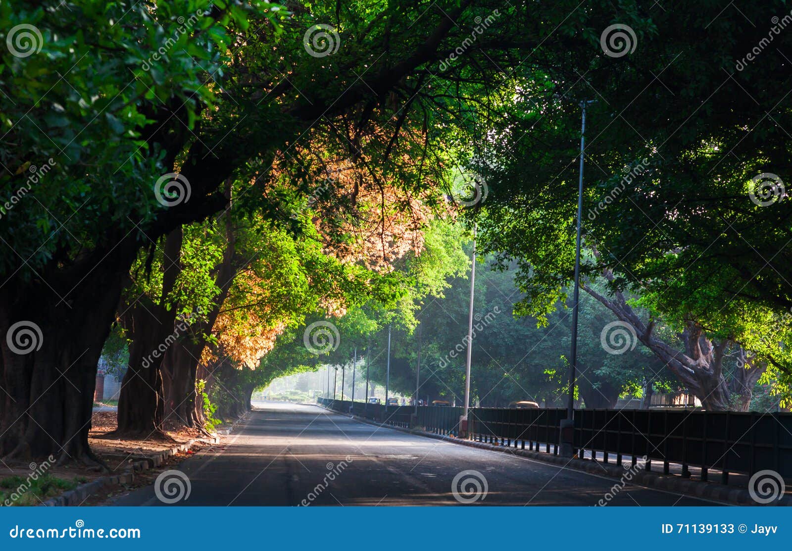 Street covered with trees. stock image. Image of branch - 71139133