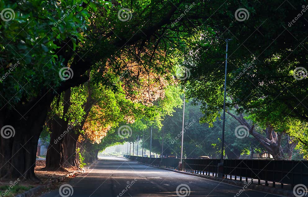 Street covered with trees. stock image. Image of branch - 71139133