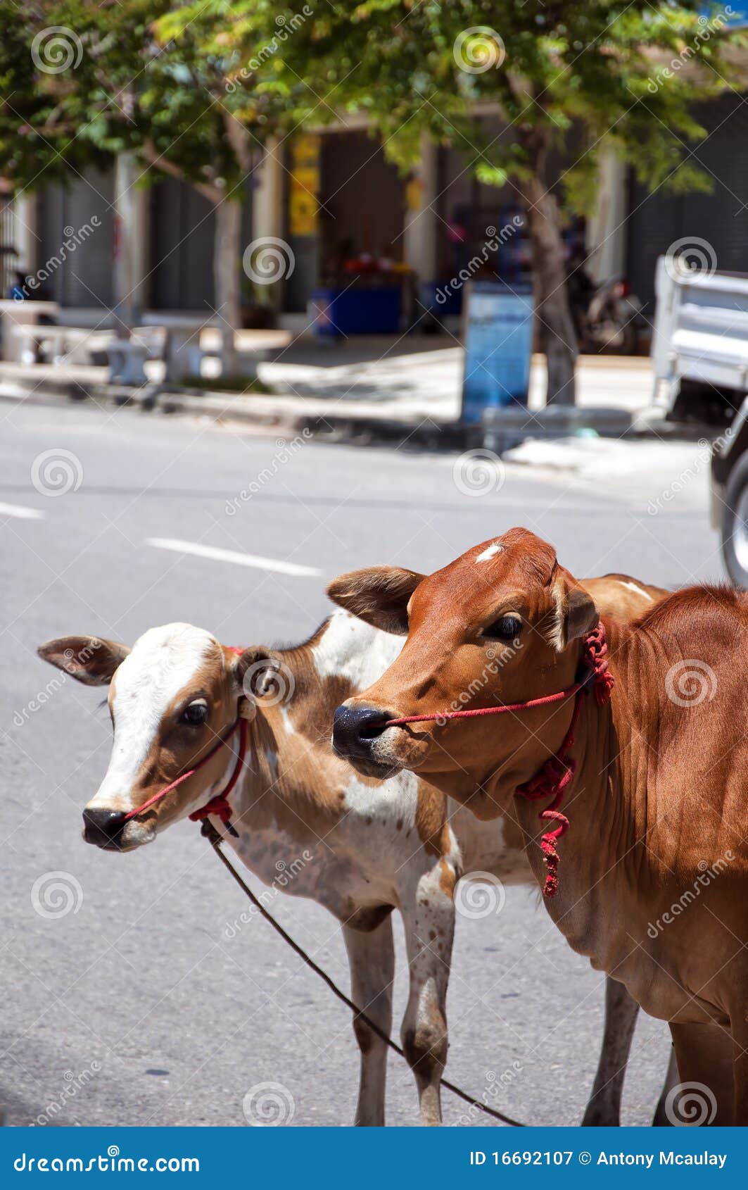 Street cows stock image. Image of beast, oxen, ethnicity - 16692107