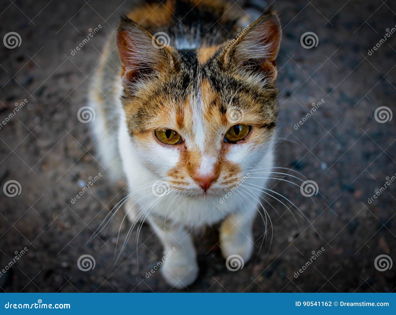 Street cute cat stock photo. Image of race, lying, little - 90541162
