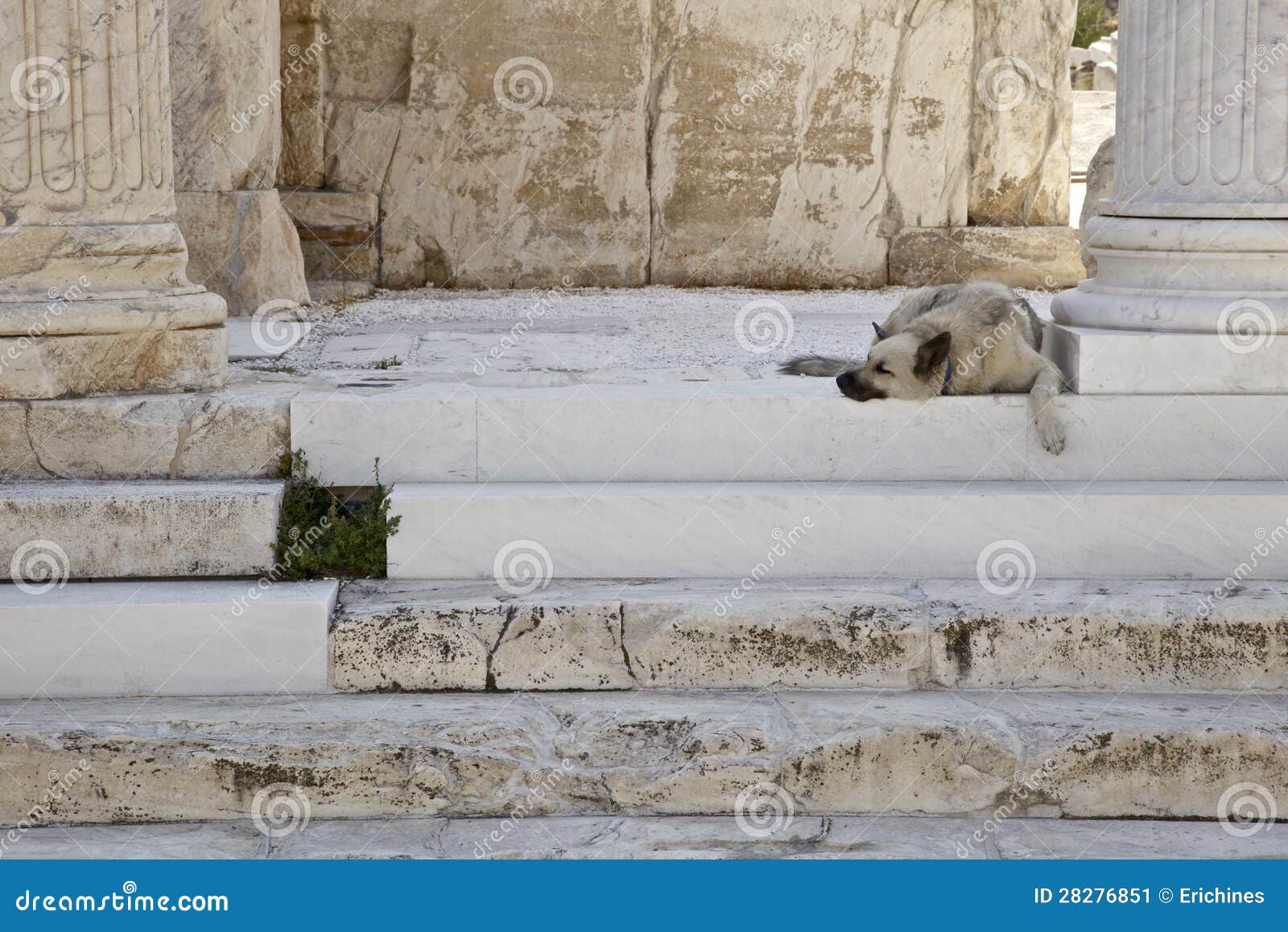 Street Dog among Athens Ruins Stock Image - Image of front, black: 28276851