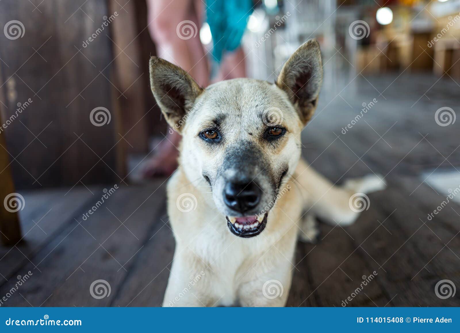 Street dog at cafe in Bali stock photo. Image of asia - 114015408