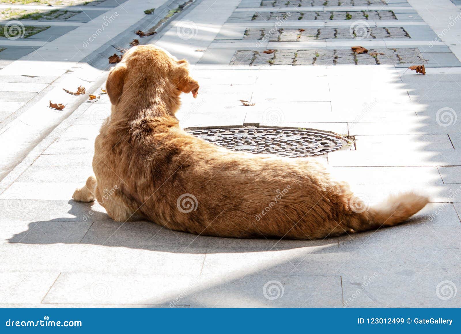 Street Dog is Feeling Excited, Moving Tail Stock Image - Image of ...