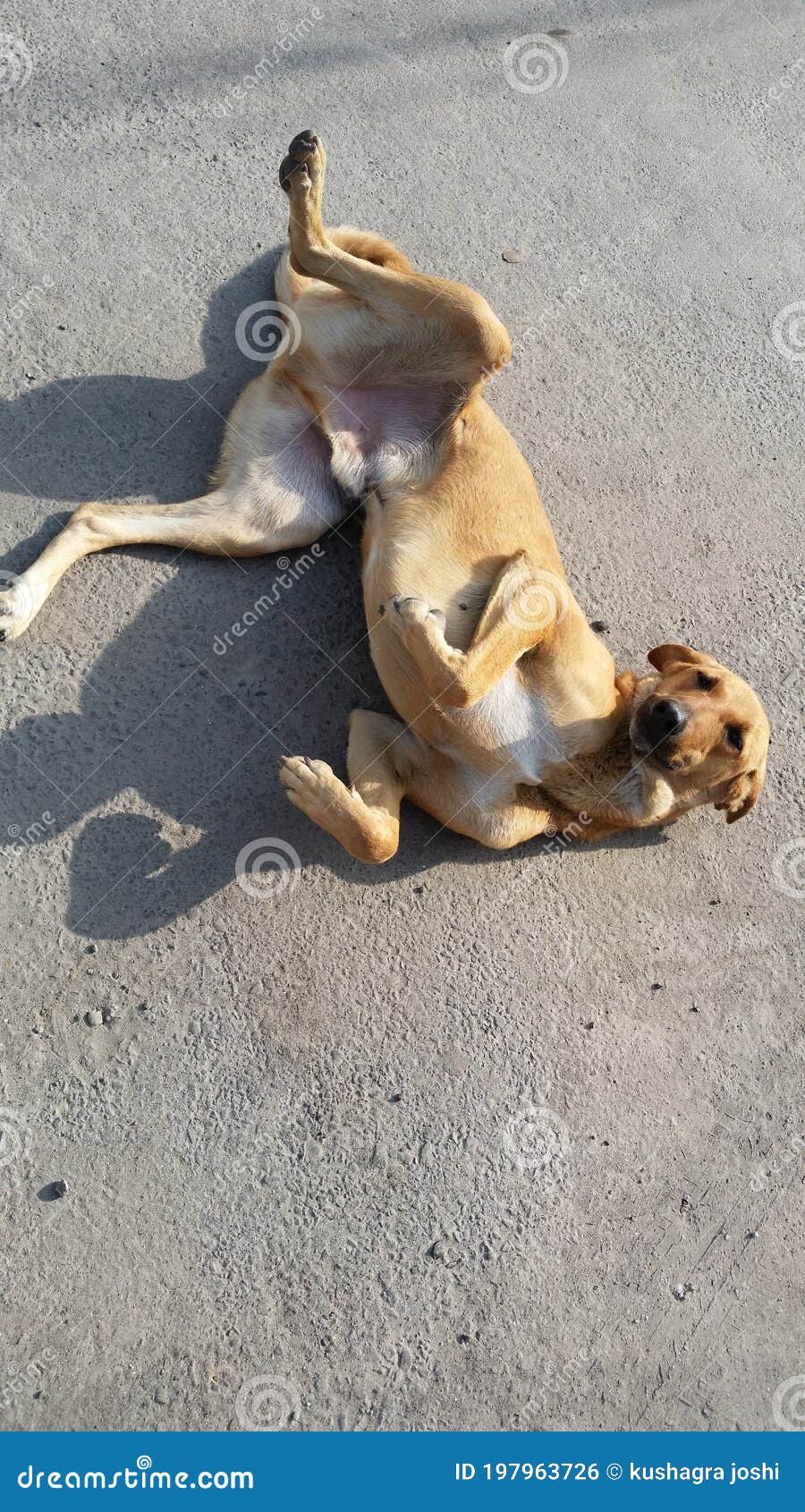 Street dog local breed stock photo. Image of playable - 197963726
