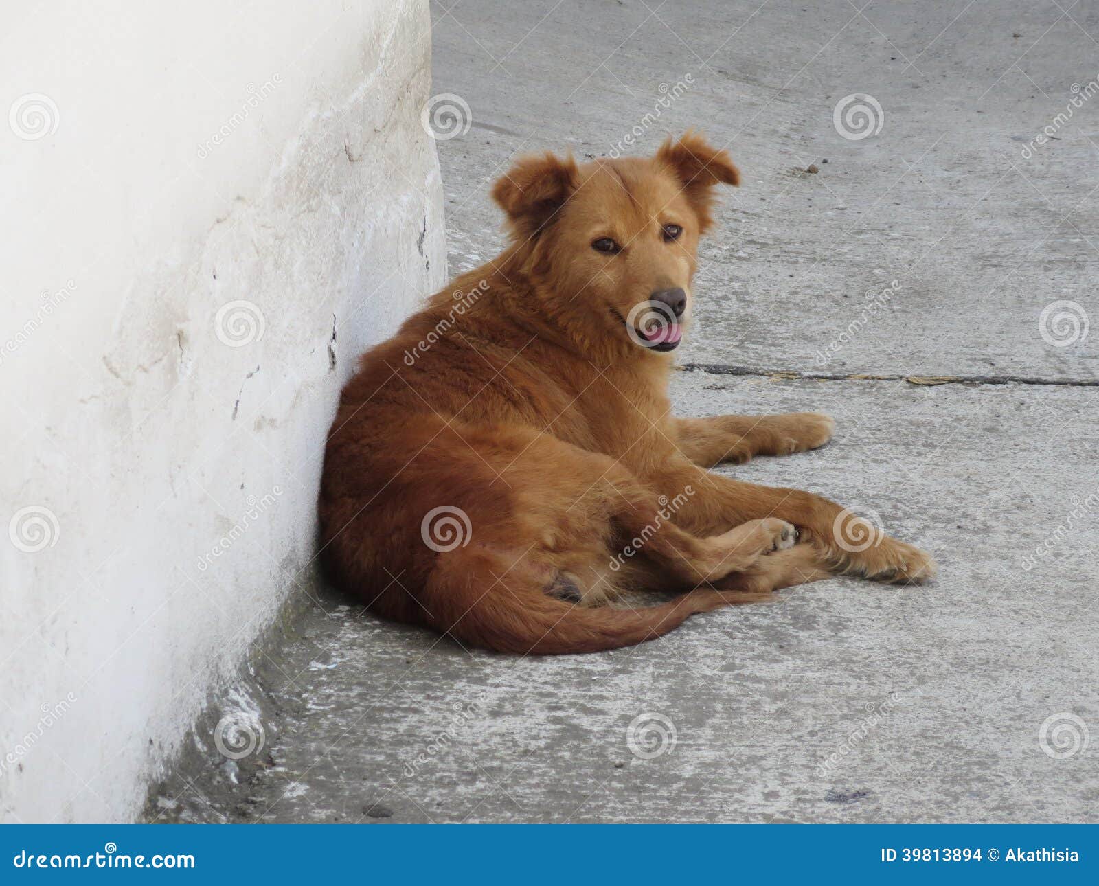 Street dog stock photo. Image of street, outdoor, stray - 39813894