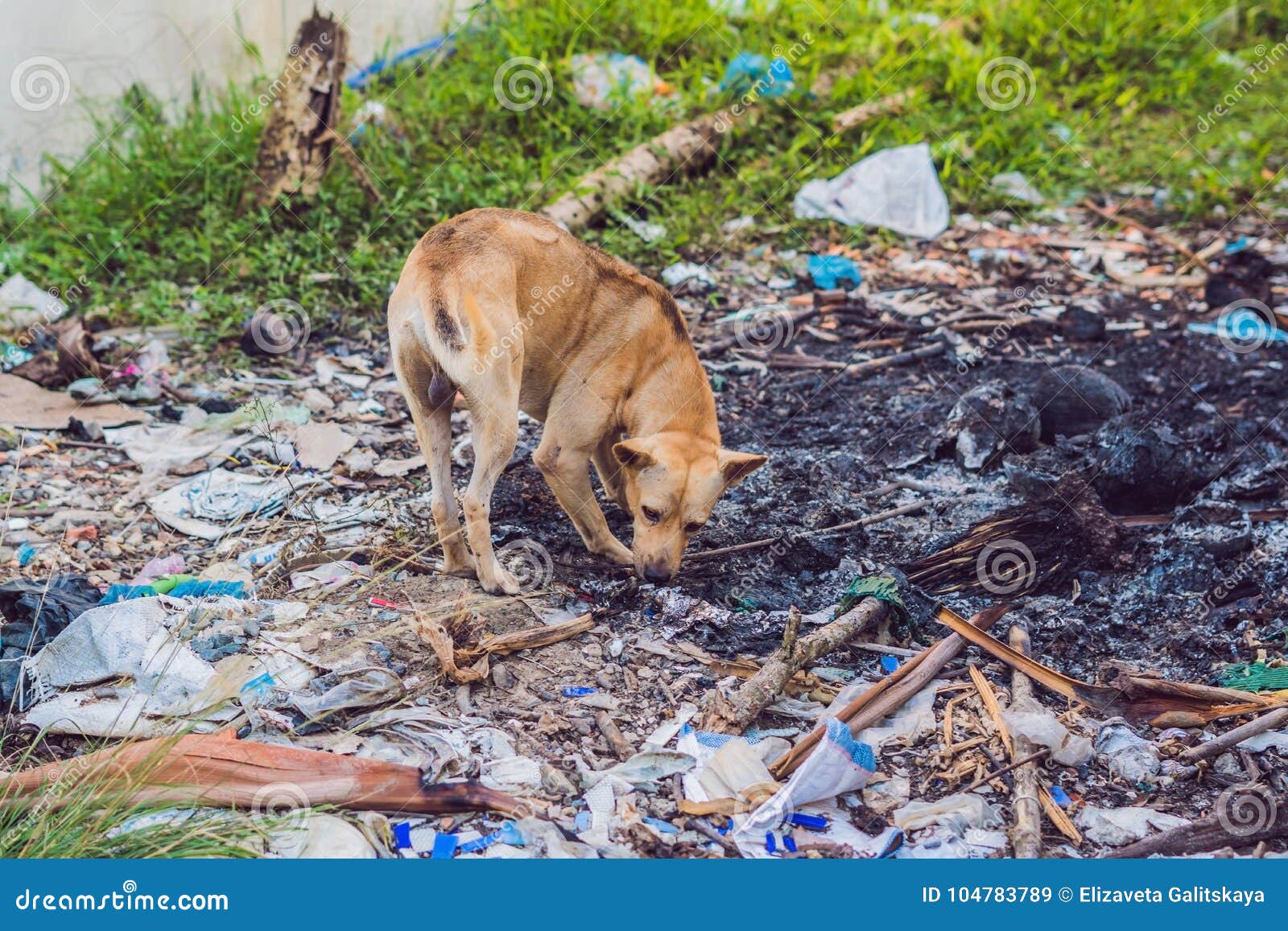 Street Dog Next To the Trash Stray Animals Concept, Pollution of the ... Street Dog Next To the Trash Stray Animals Concept, Pollution of the ...
