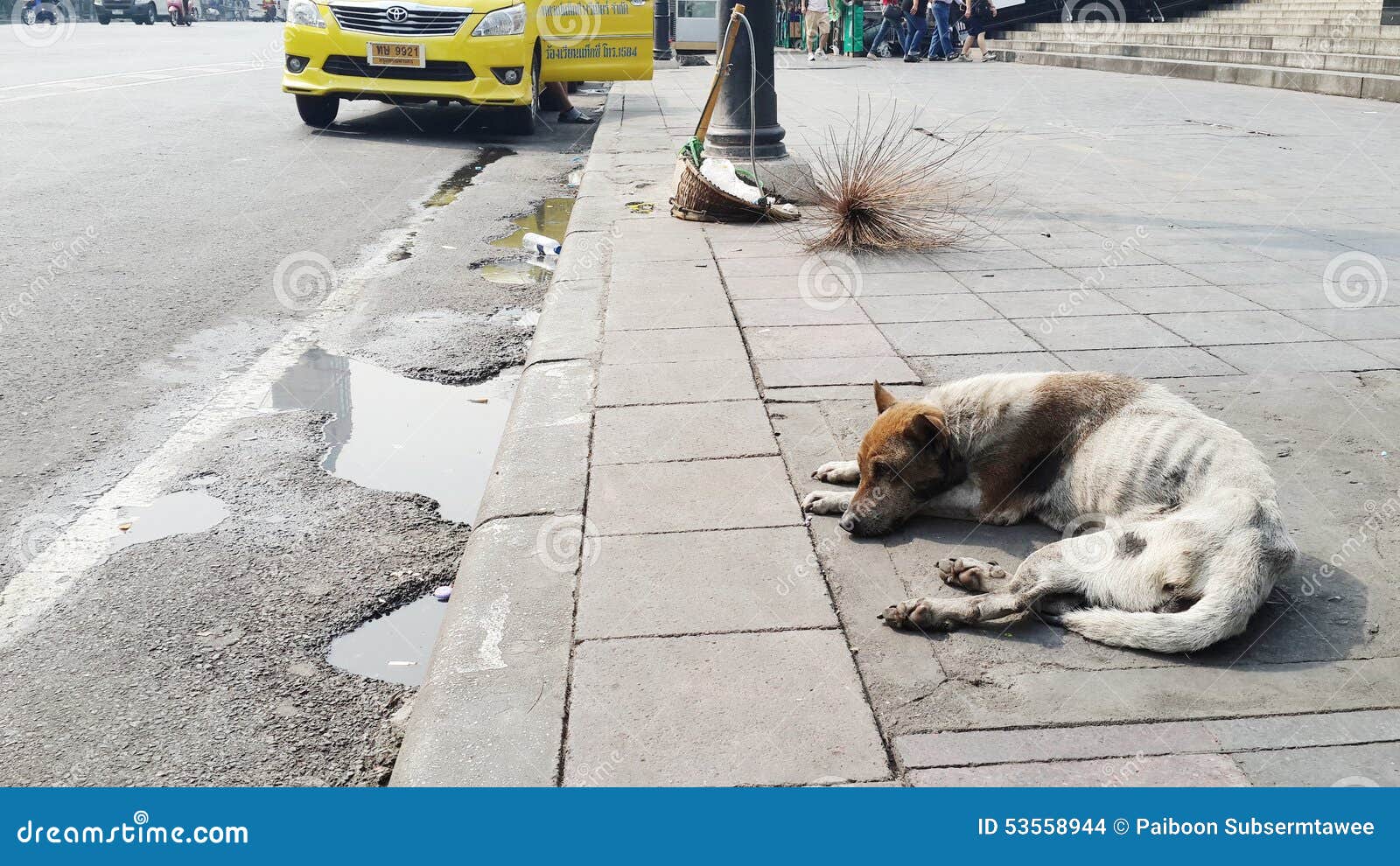 Street Dog stock photo. Image of hungry, road, doubtfully - 53558944
