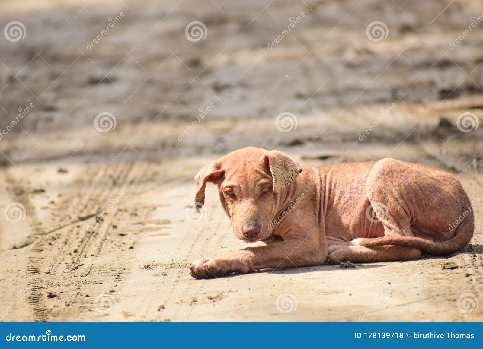Street dog s poor look stock photo. Image of carnivore - 178139718