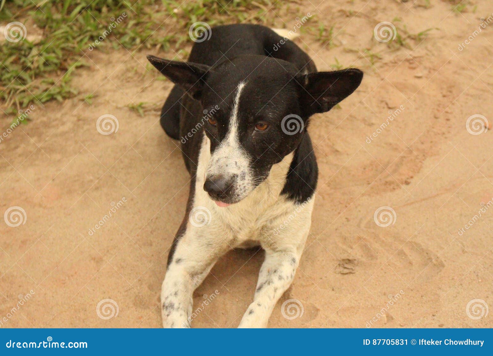 Street Dog stock image. Image of doggy, street, dogslay - 87705831