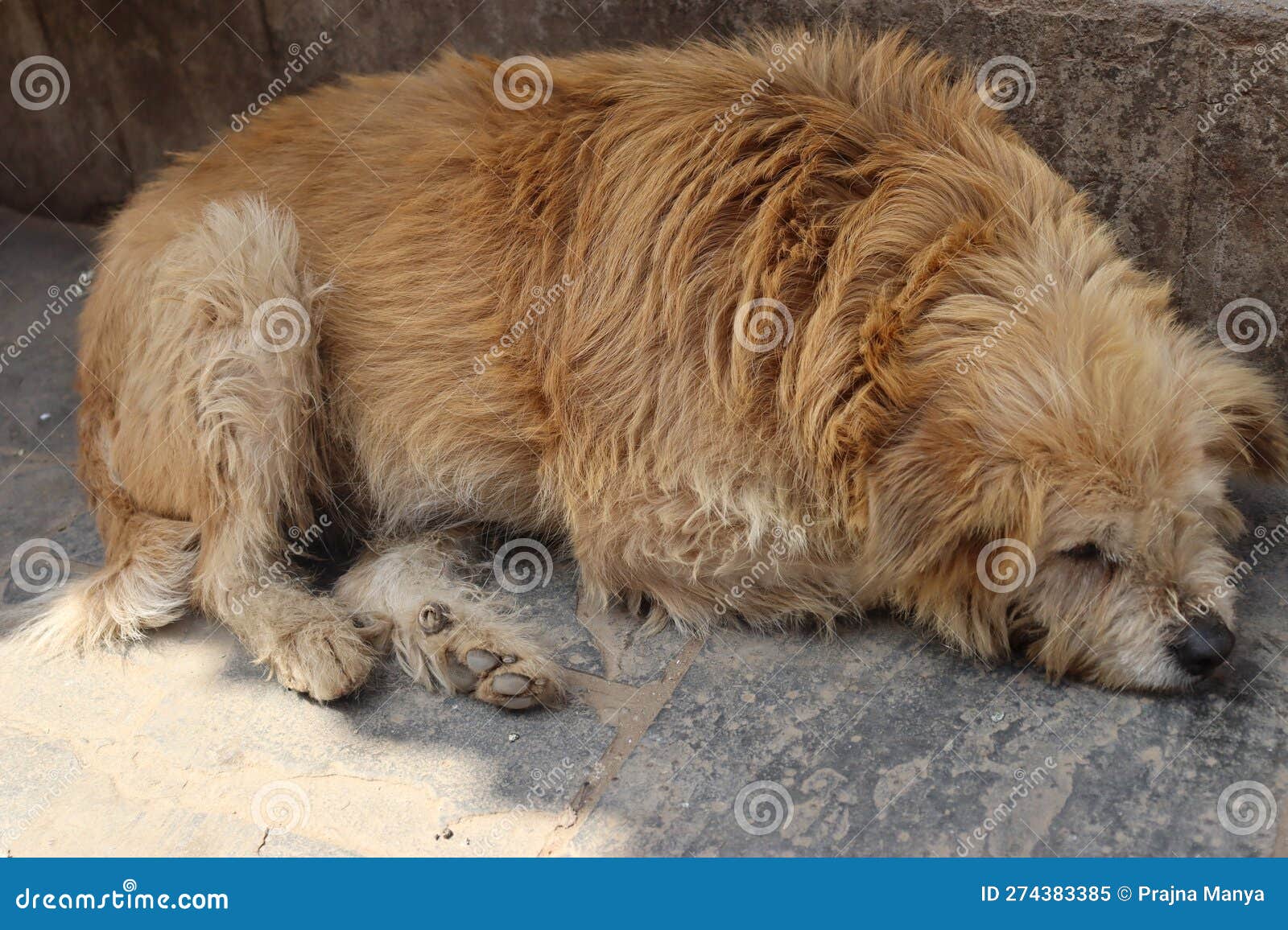 Street Dog Sleeping on the Road Under the Shadow with Sad Face Stock ...