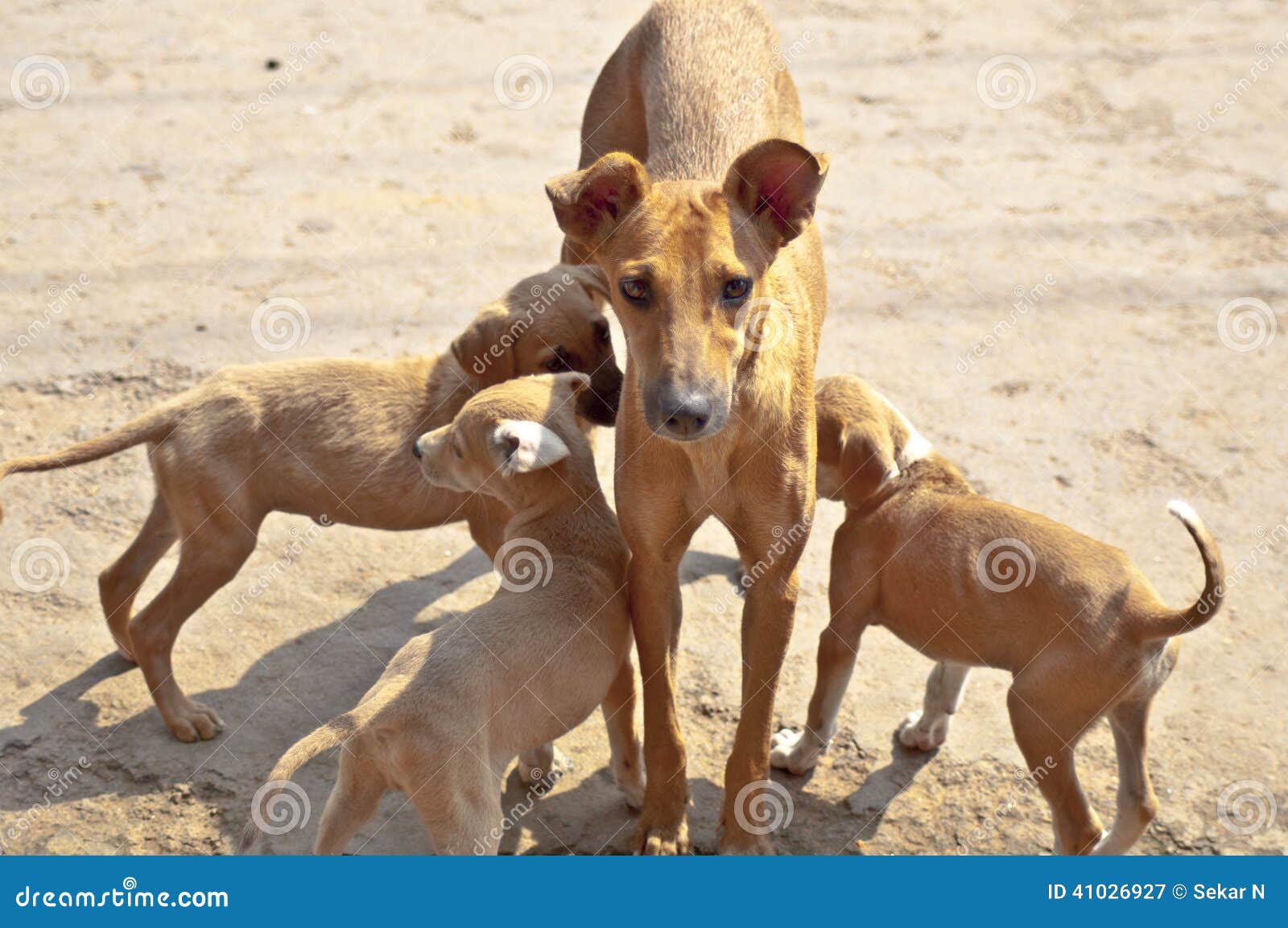 Street dogs stock image. Image of dogs, bright, good - 41026927