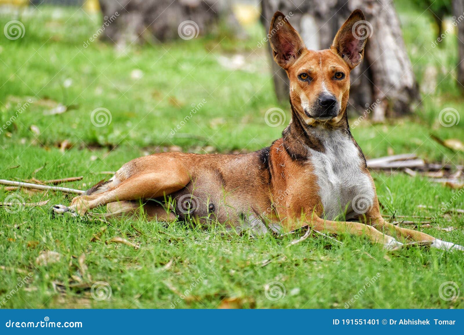 Street dogs of india stock image. Image of puppy, retriever - 191551401