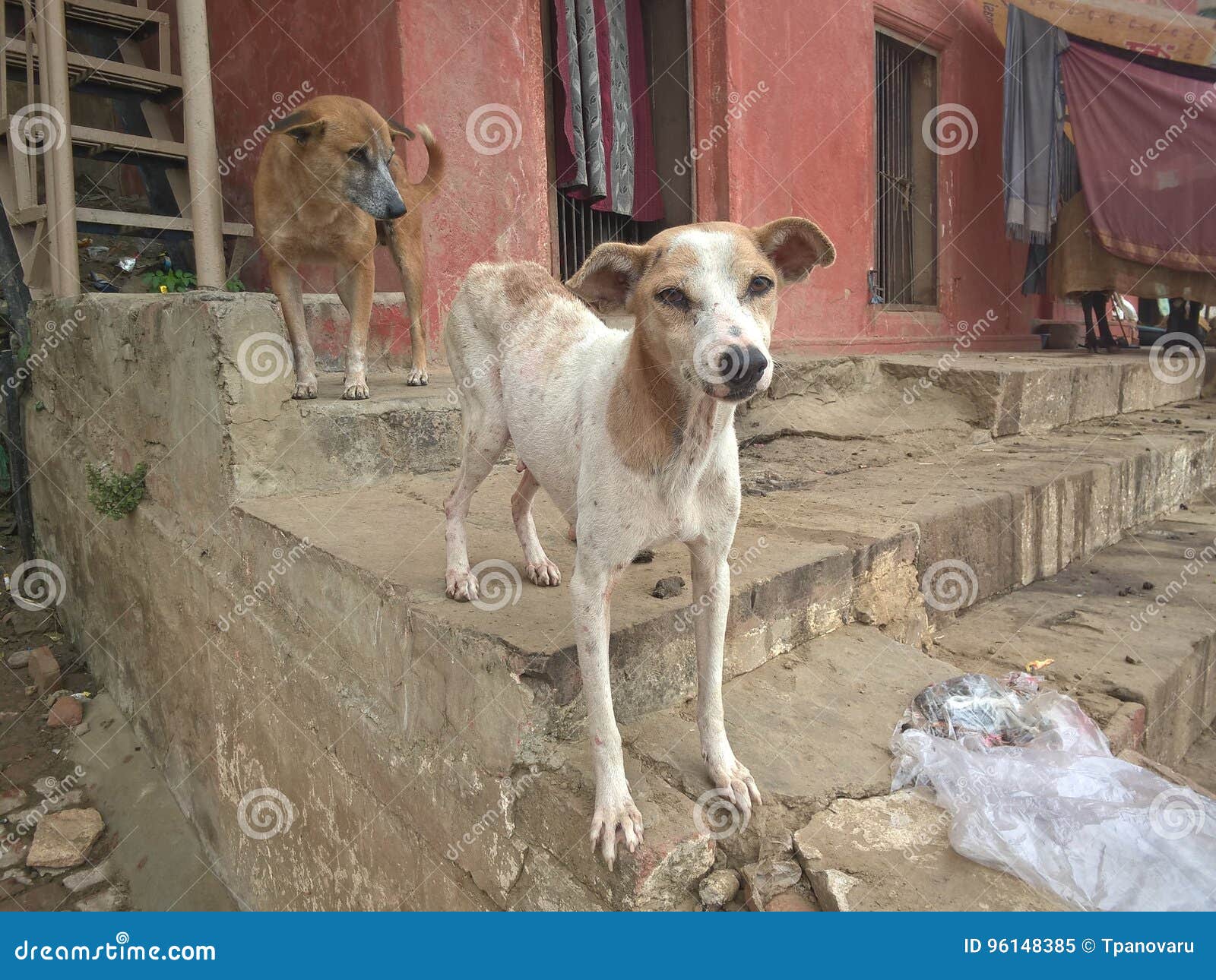 Street dogs of India stock image. Image of steps, street - 96148385