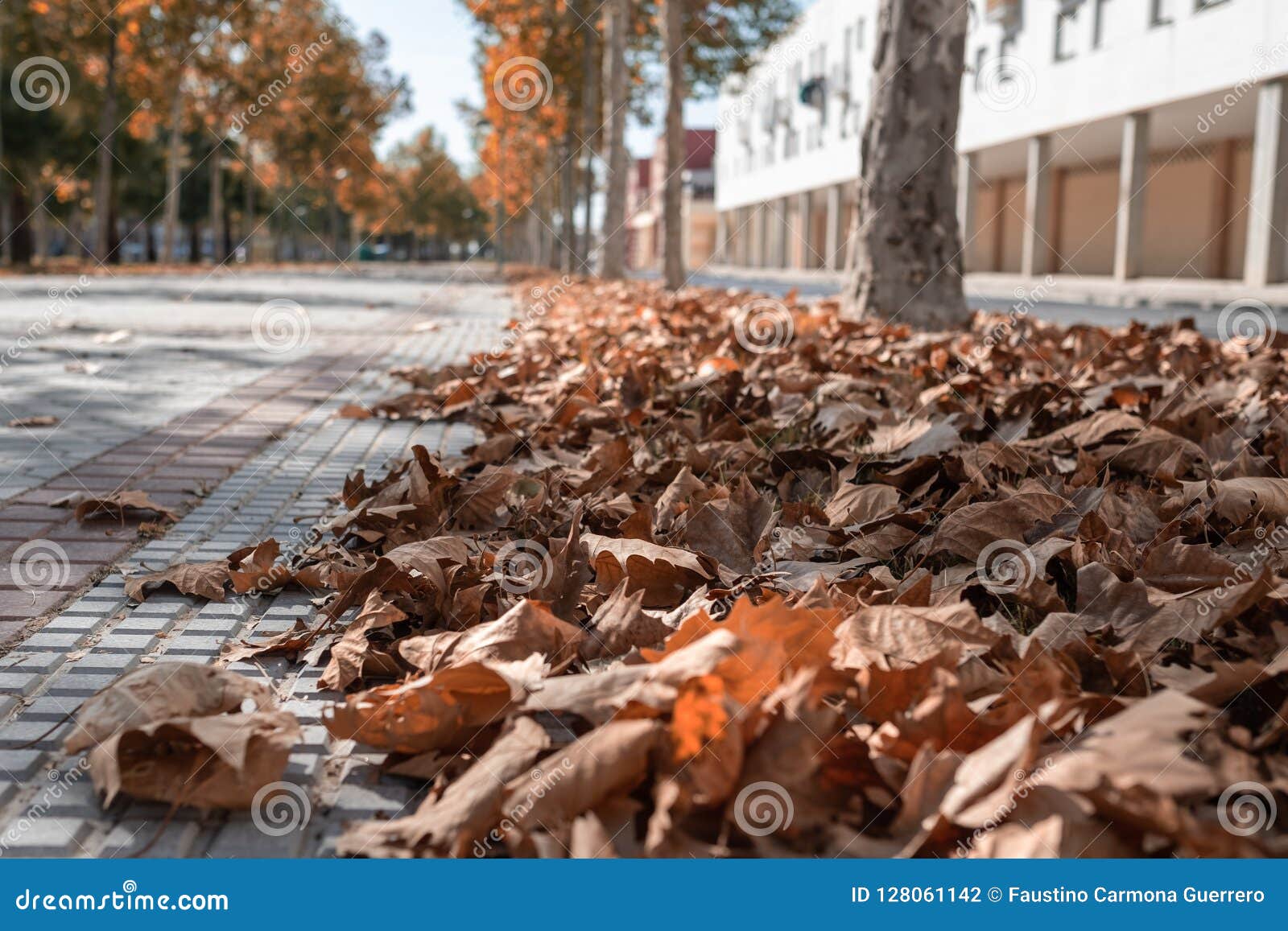 Street with Fallen Leaves on the Ground and Trees in the Background ...