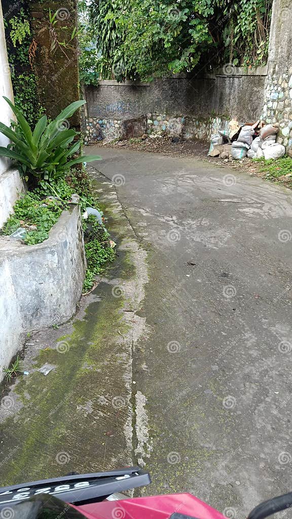 Street flog going stock image. Image of tree, plant - 203754971