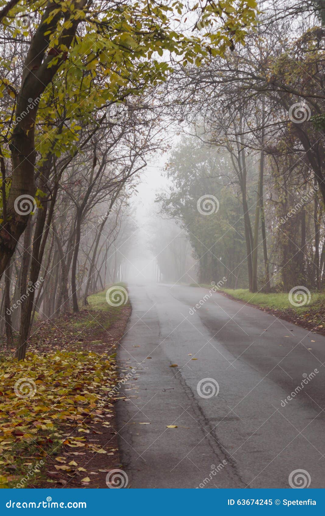 Street in the fog stock image. Image of tree, misty, autumn - 63674245
