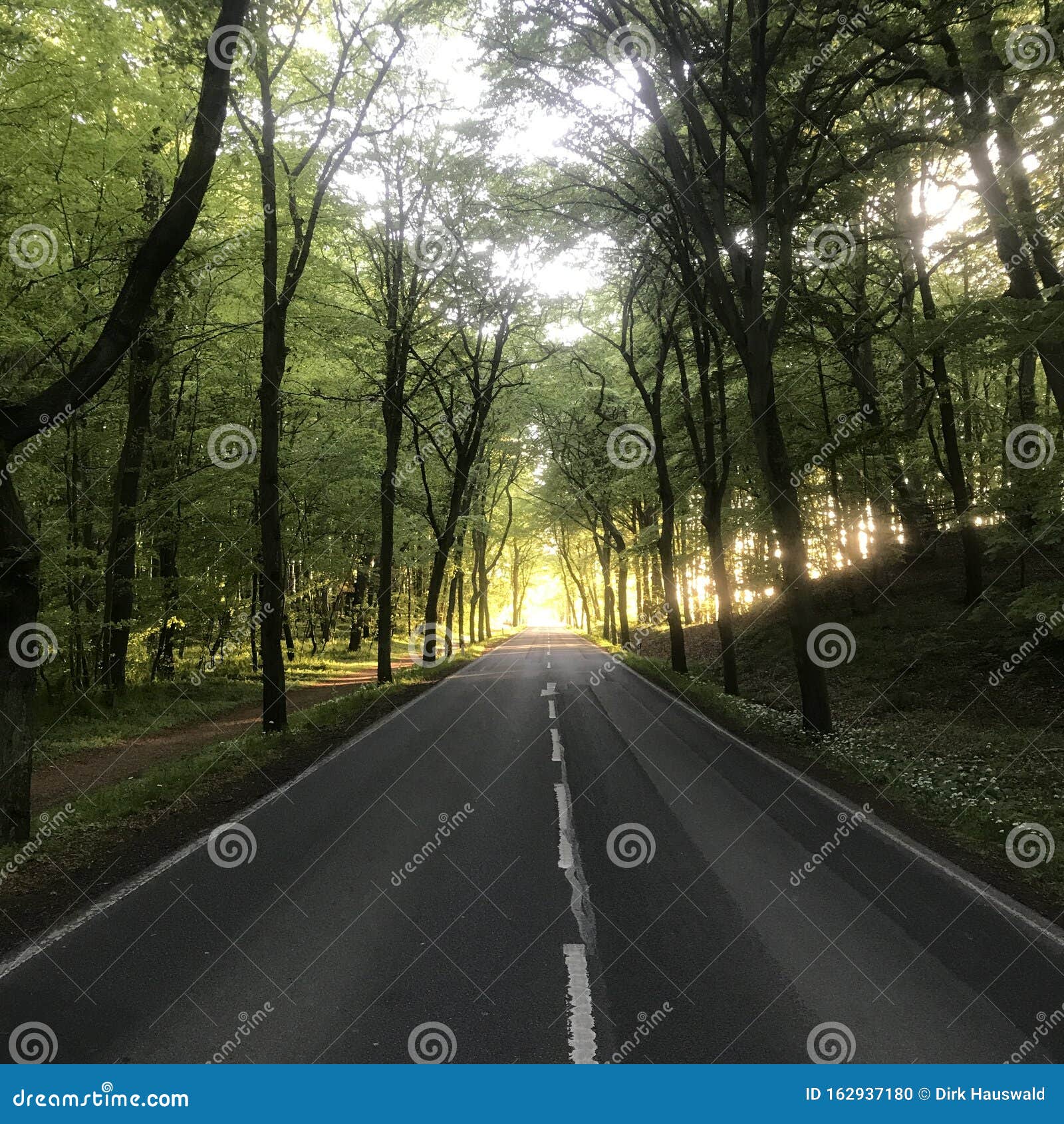 The street forward stock photo. Image of forest, road - 162937180
