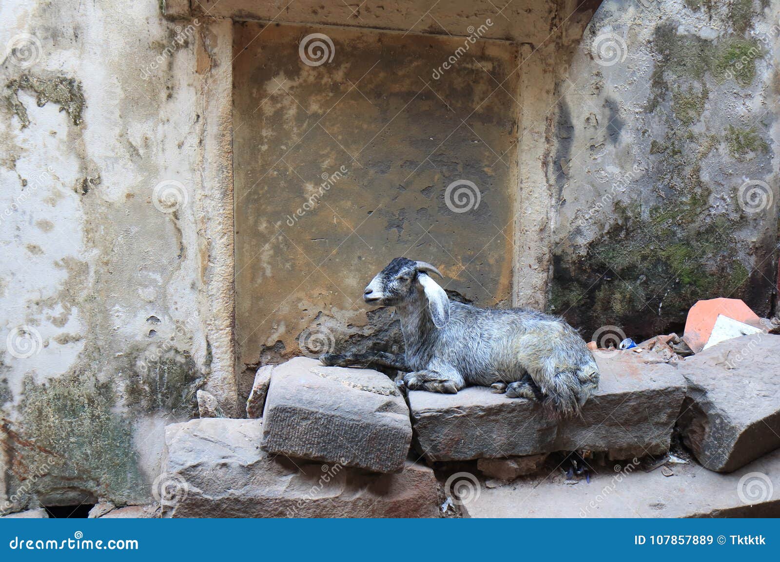 Street goat Varanasi India stock image. Image of varanasi - 107857889