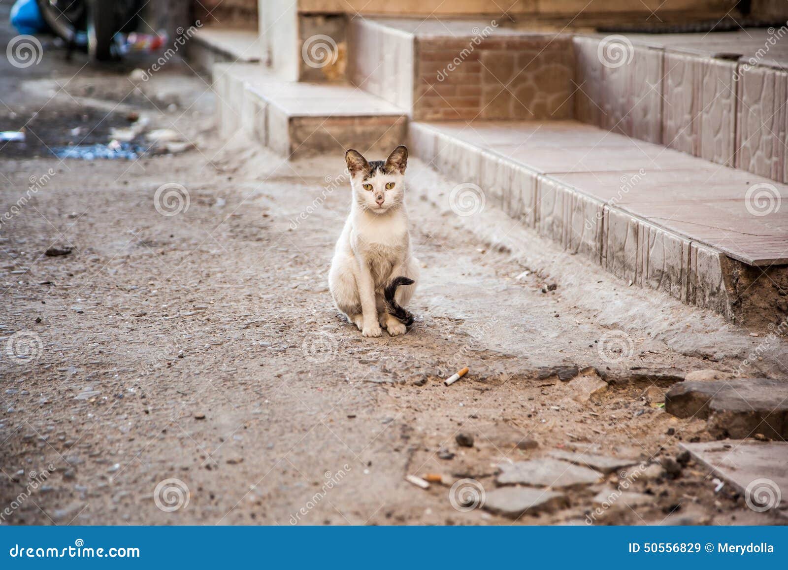 Street homeless cat stock image. Image of poor, downcast - 50556829