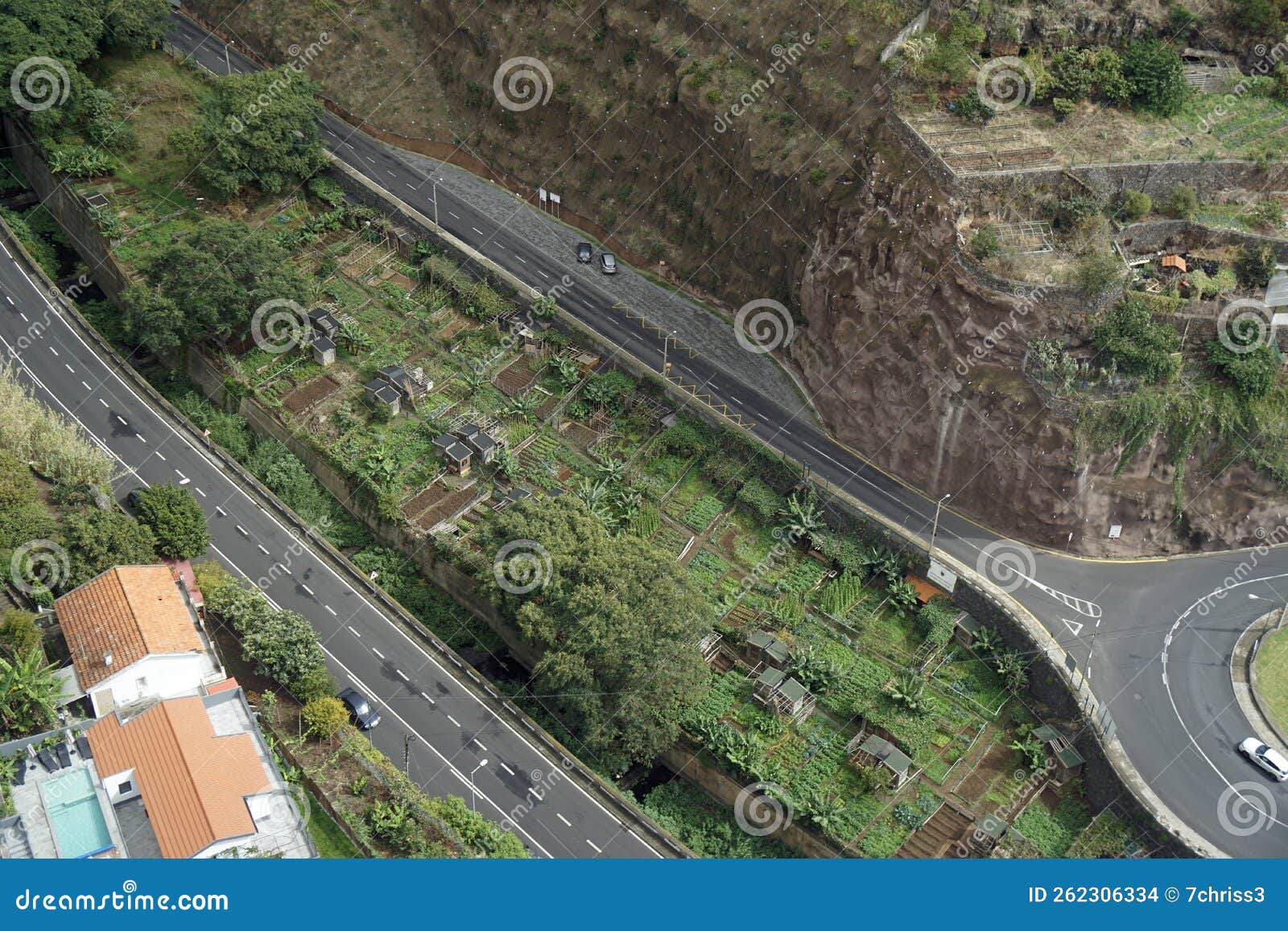 Street on the Island of Madeira Editorial Stock Image - Image of tree ...