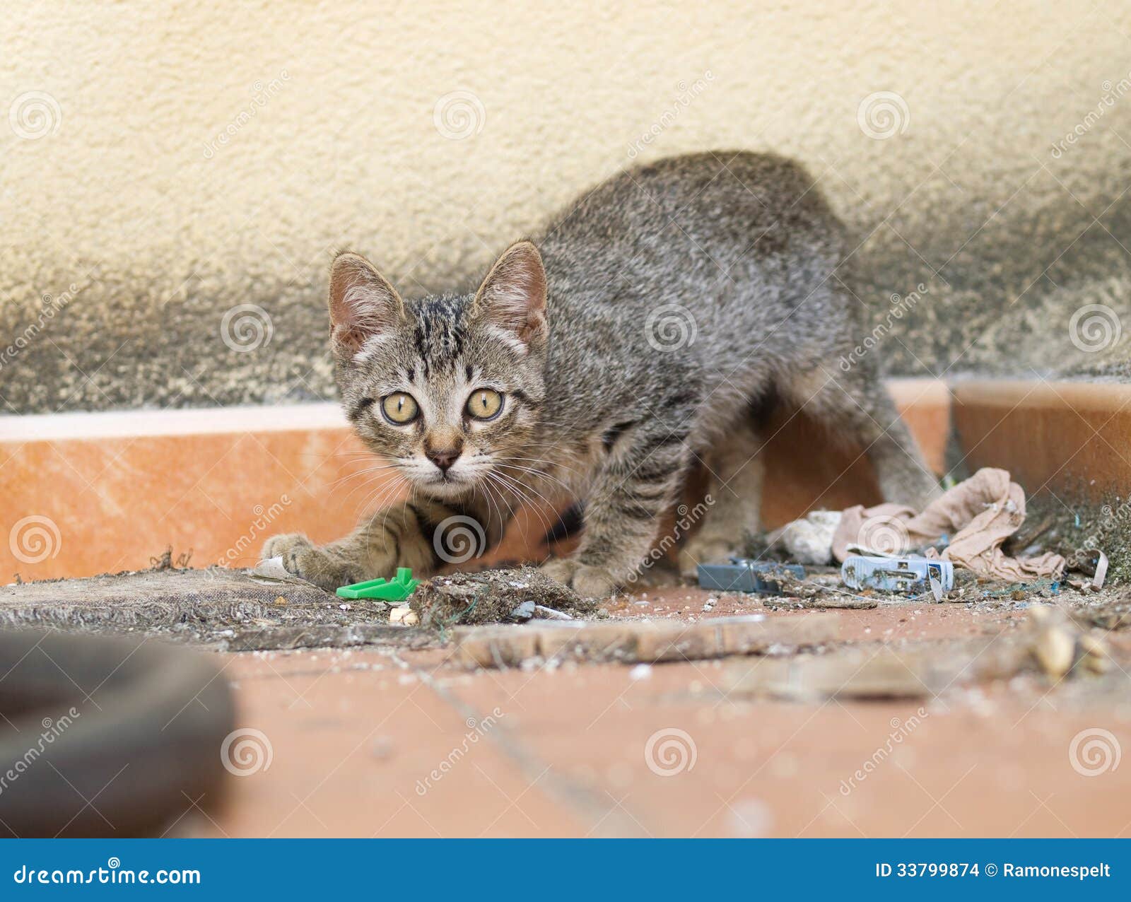 142 Cat Hunting Position Stock Photos - Free & Royalty-Free Stock ...