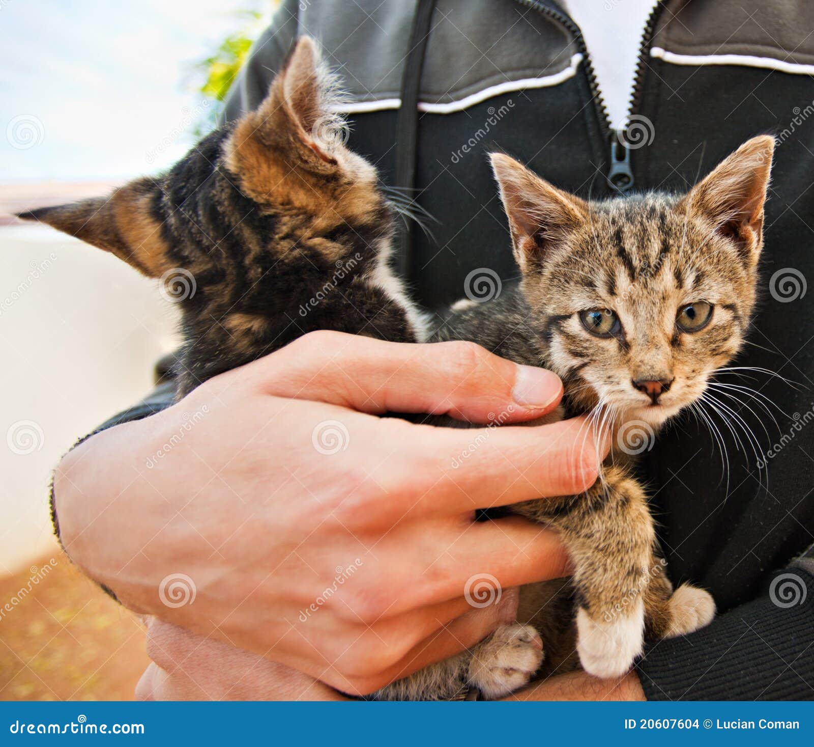 Street kittens rescued stock photo. Image of whisks, supportive - 20607604