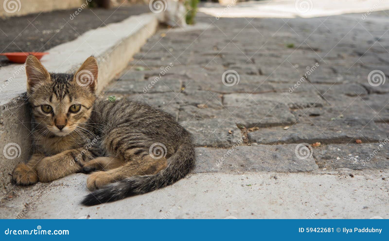 Street kitty stock image. Image of gray, green, furry - 59422681