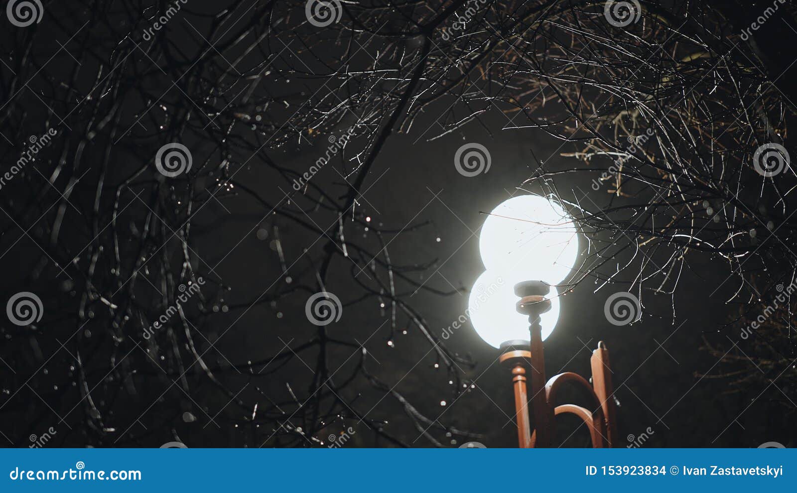Street Light Glowing among Wet Bare Tree Branches in the Night during ...
