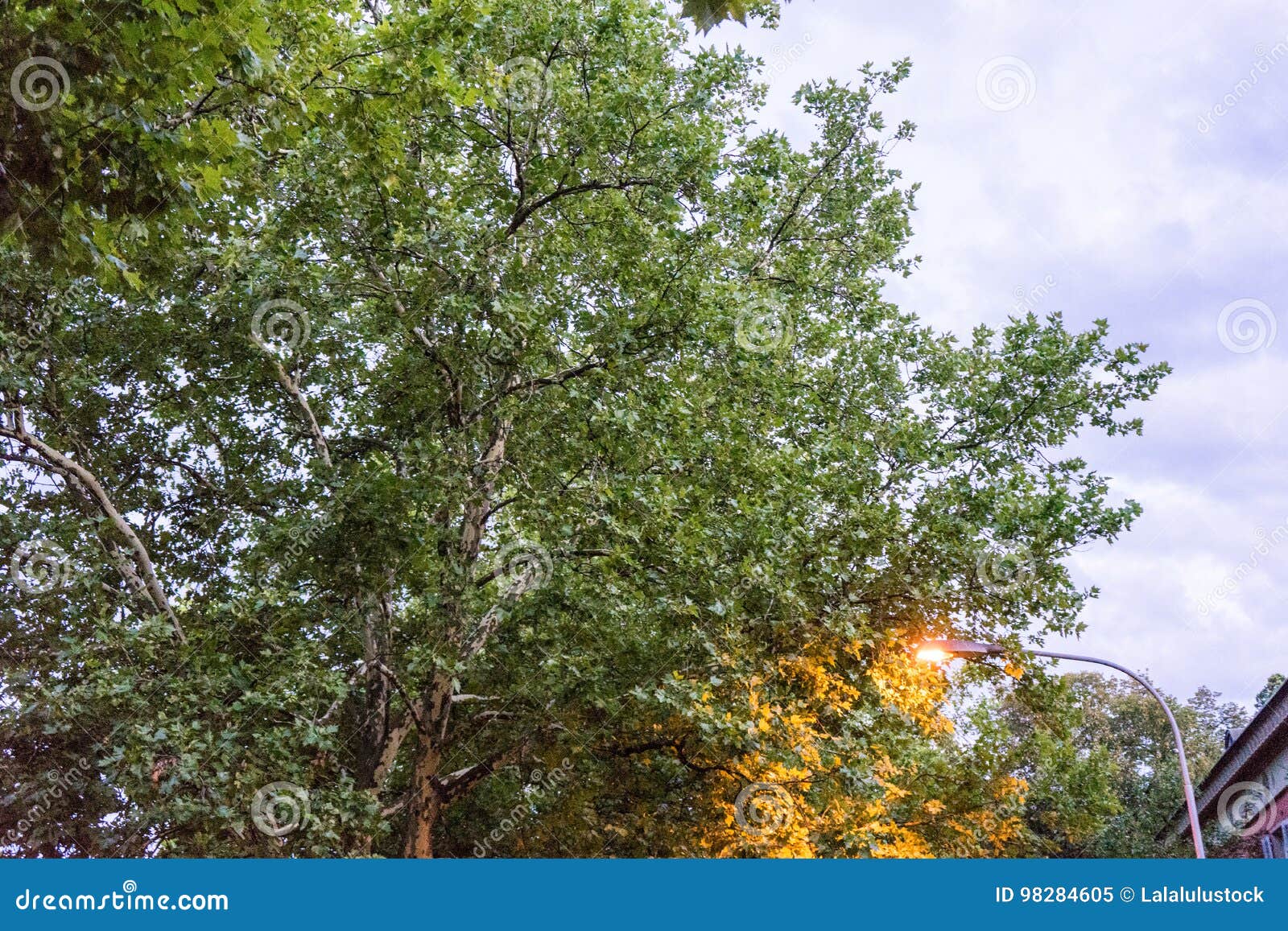Street Light with Tree at Blue Hour Evening Stock Image - Image of ...