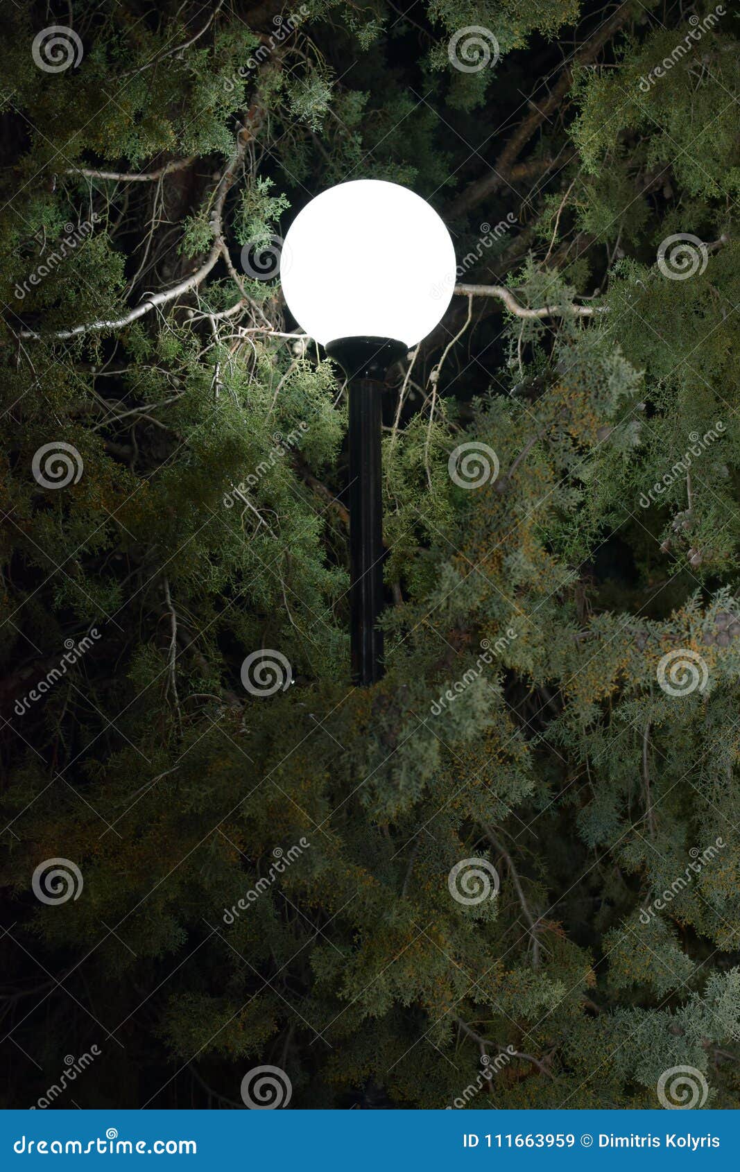 Street Light Tree Branches Night Stock Image - Image of pole, black ...