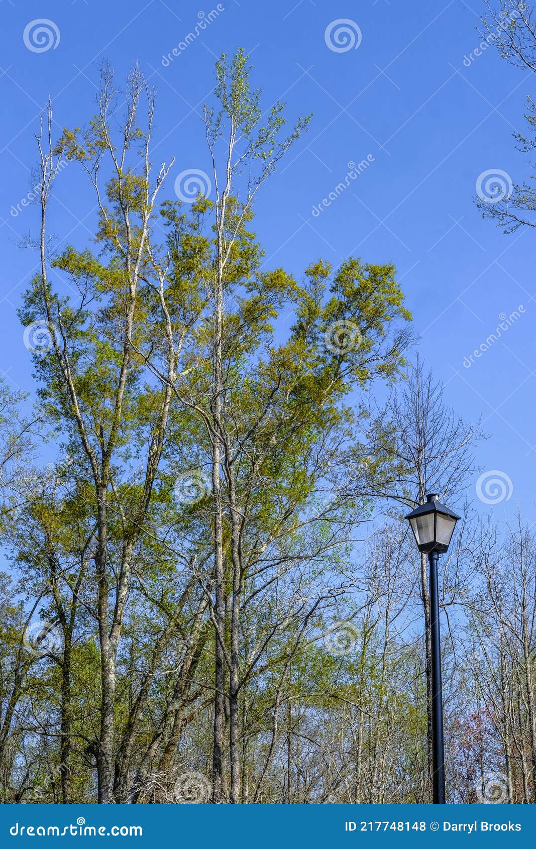 Street Light among Trees stock photo. Image of park - 217748148