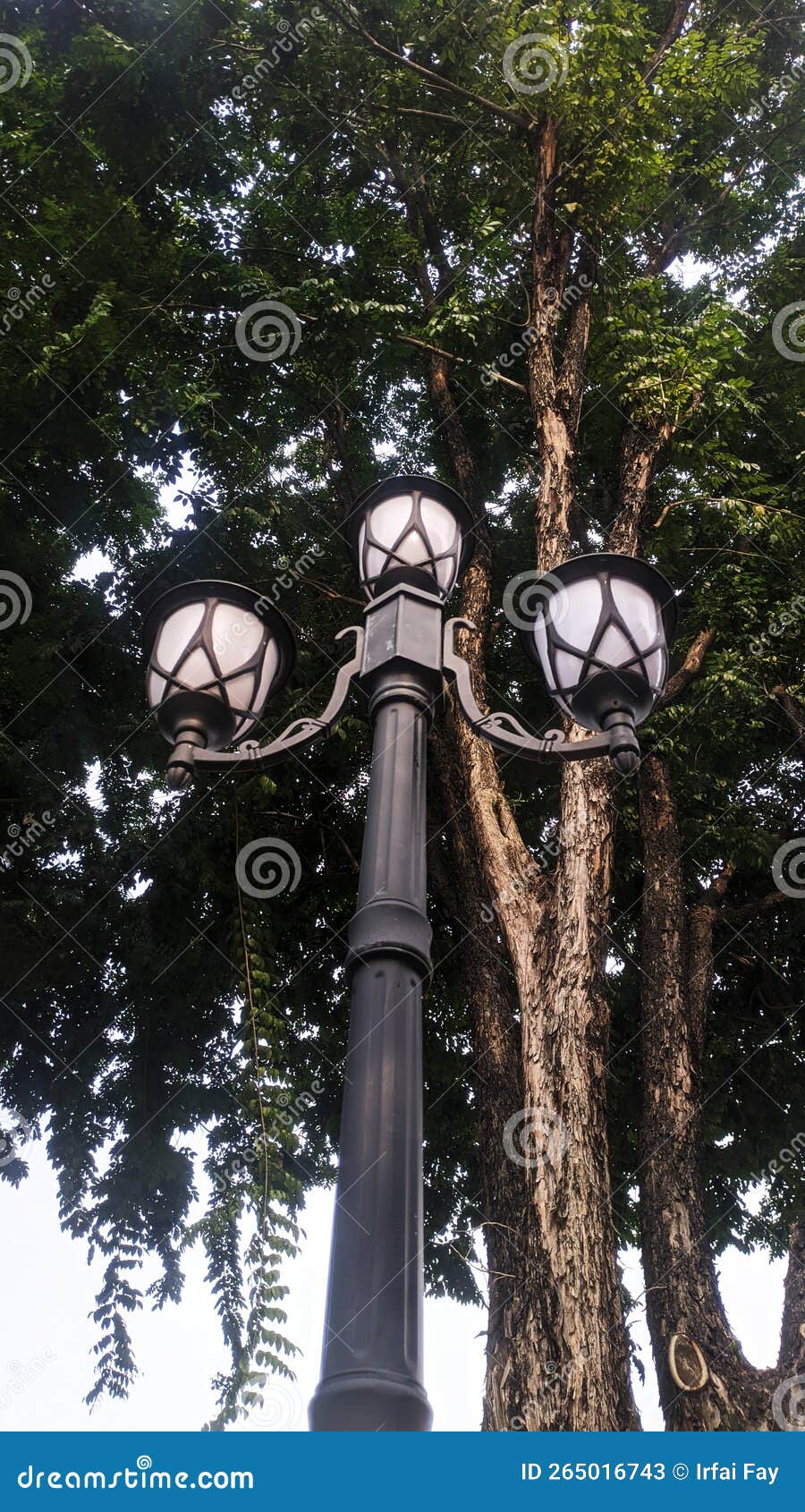 The Street Lights are Under the Trees Stock Image - Image of lamp ...