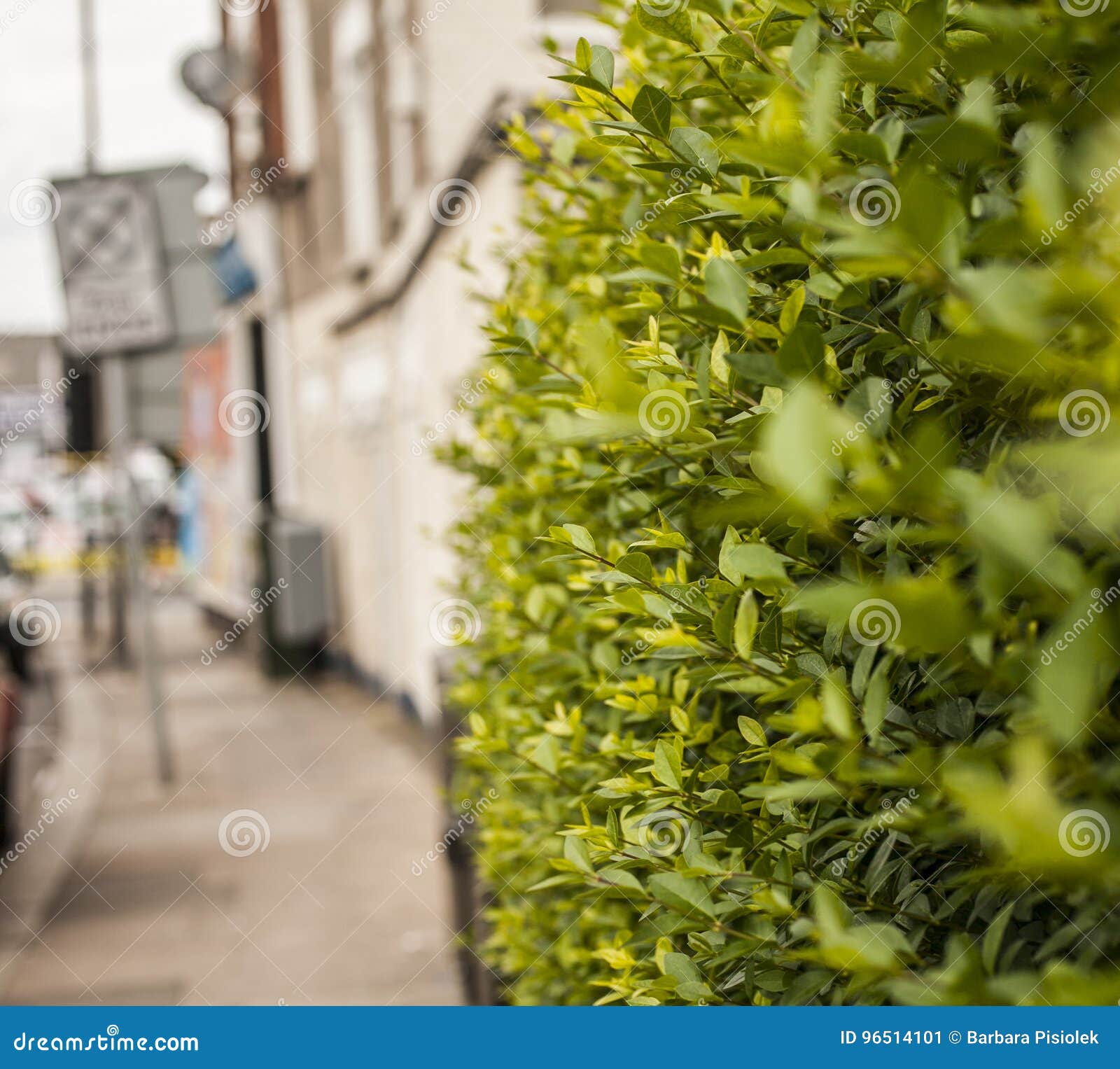 A Street in London, the Hedge. Stock Image - Image of nature, leaves ...