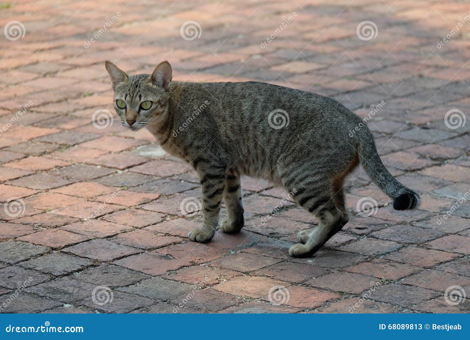 Street lonely cat stock image. Image of ginger, pedigree - 68089813