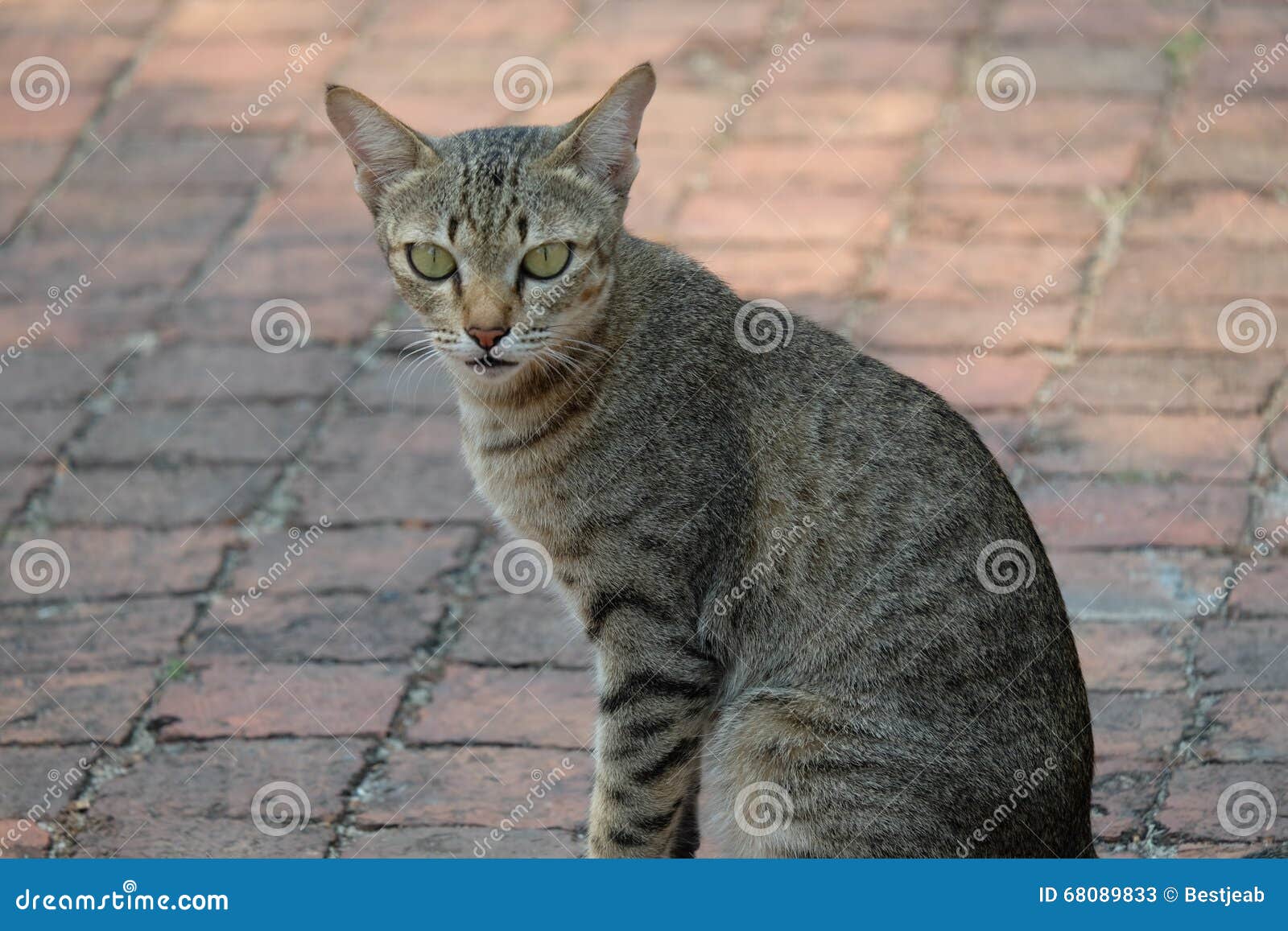Street lonely cat stock image. Image of ginger, months - 68089833