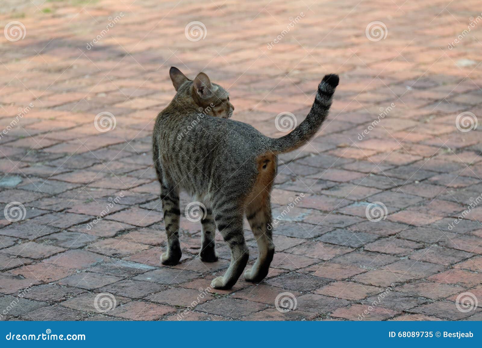 Street lonely cat stock image. Image of grey, funny, lonely - 68089735