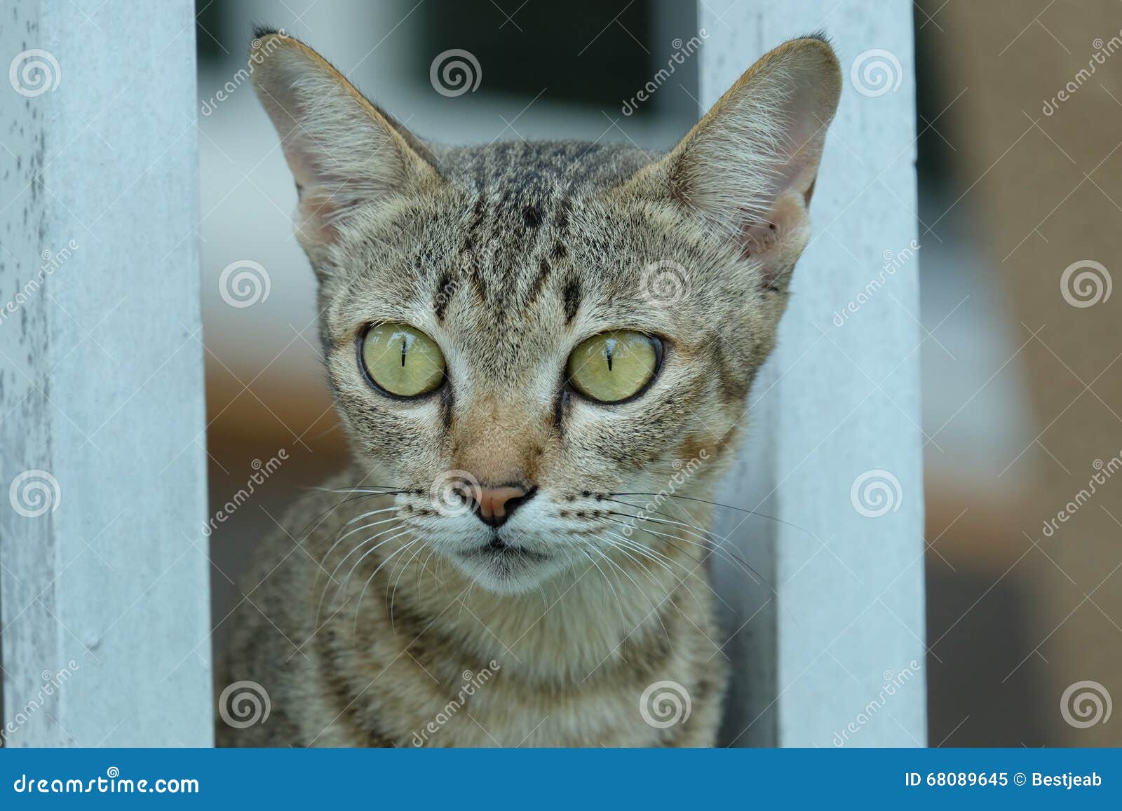 Street lonely cat stock image. Image of hair, cute, purebred - 68089645