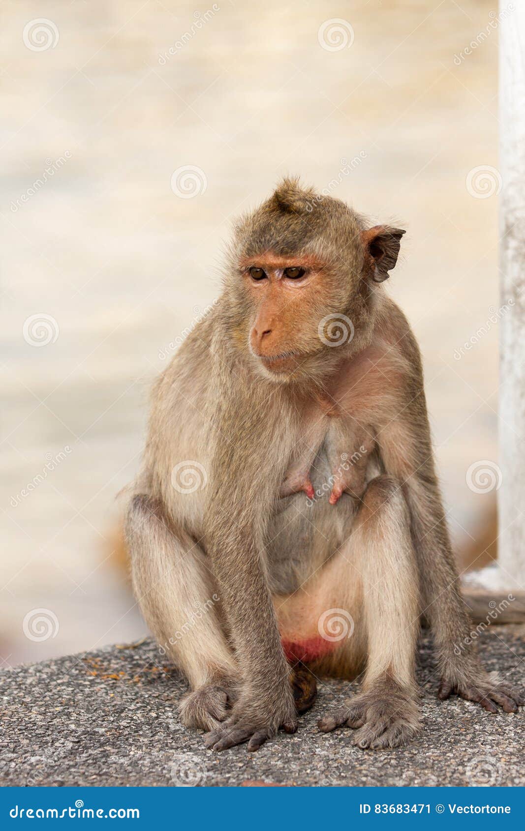 Street monkey. stock image. Image of charm, concrete - 83683471